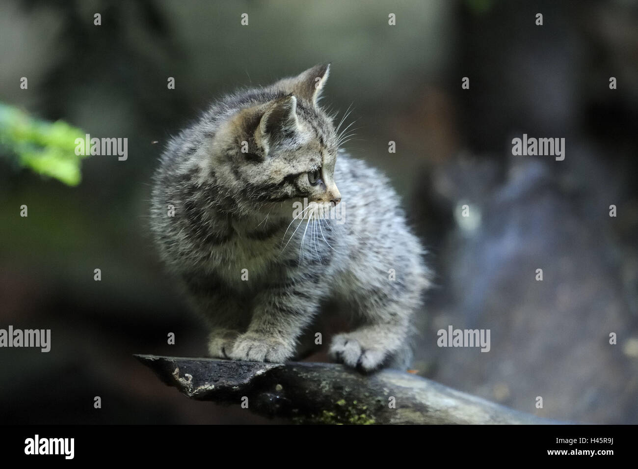 Wildcat, Felis silvestris, young animal Stock Photo - Alamy