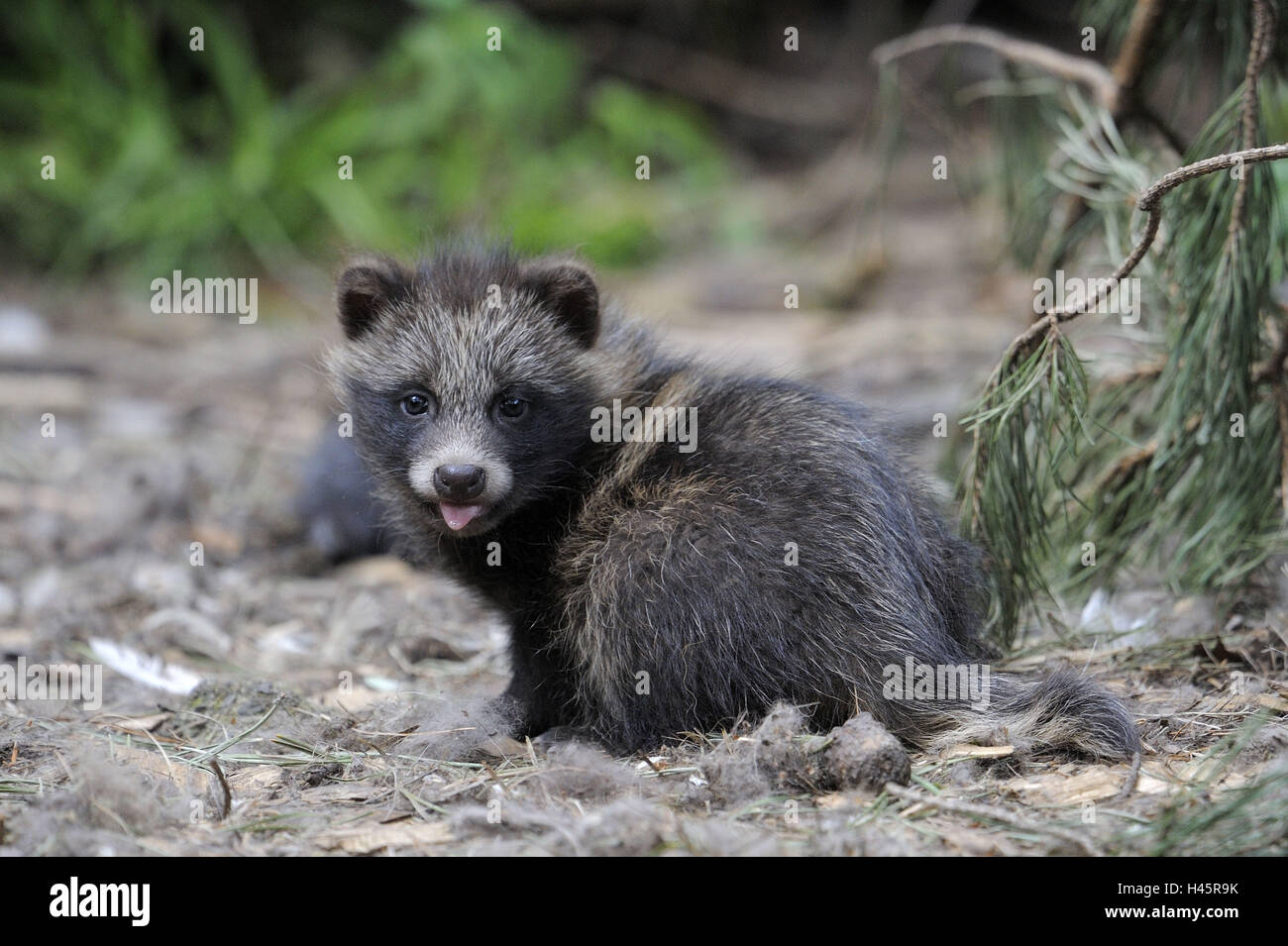 Marten's dog, Nyctereutes procyonoides, young animal, attention Stock ...