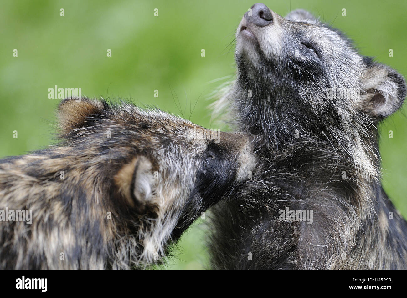Marten's dogs, Nyctereutes procyonoides Stock Photo - Alamy