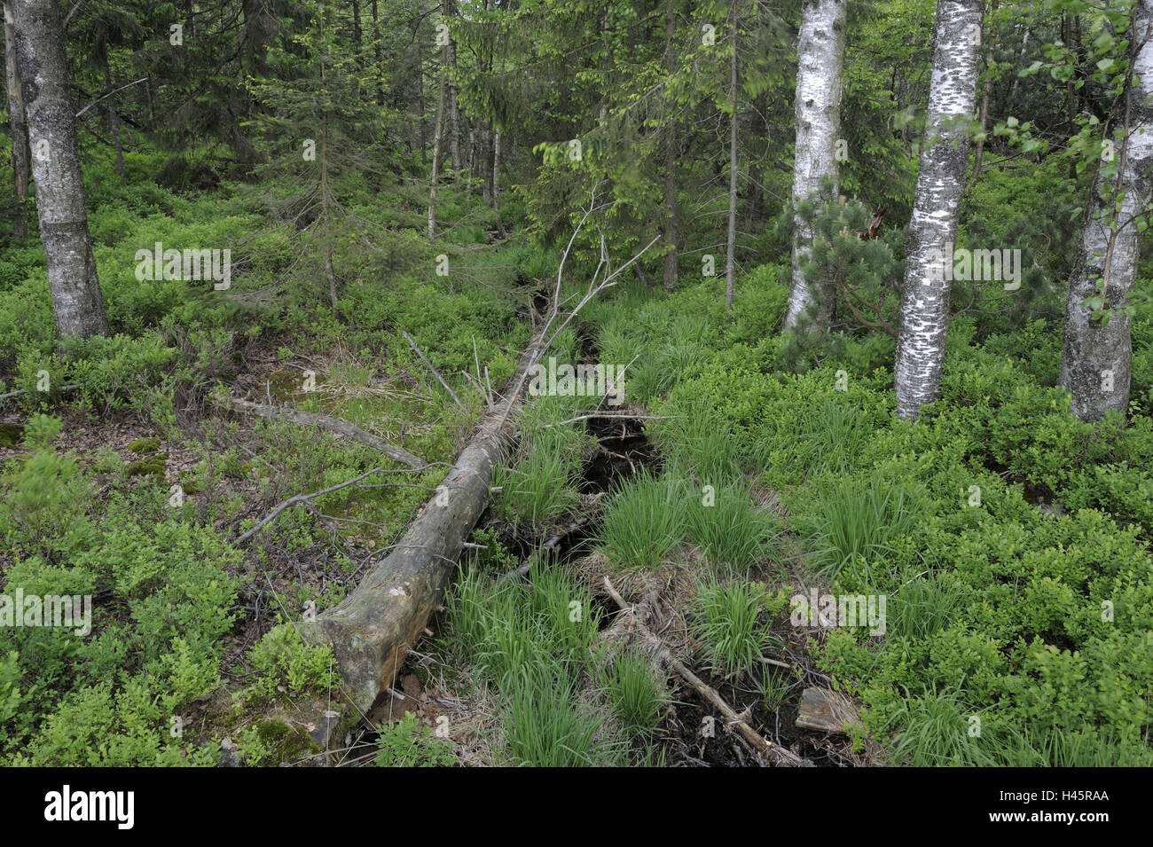 Wood vegetation hi-res stock photography and images - Alamy
