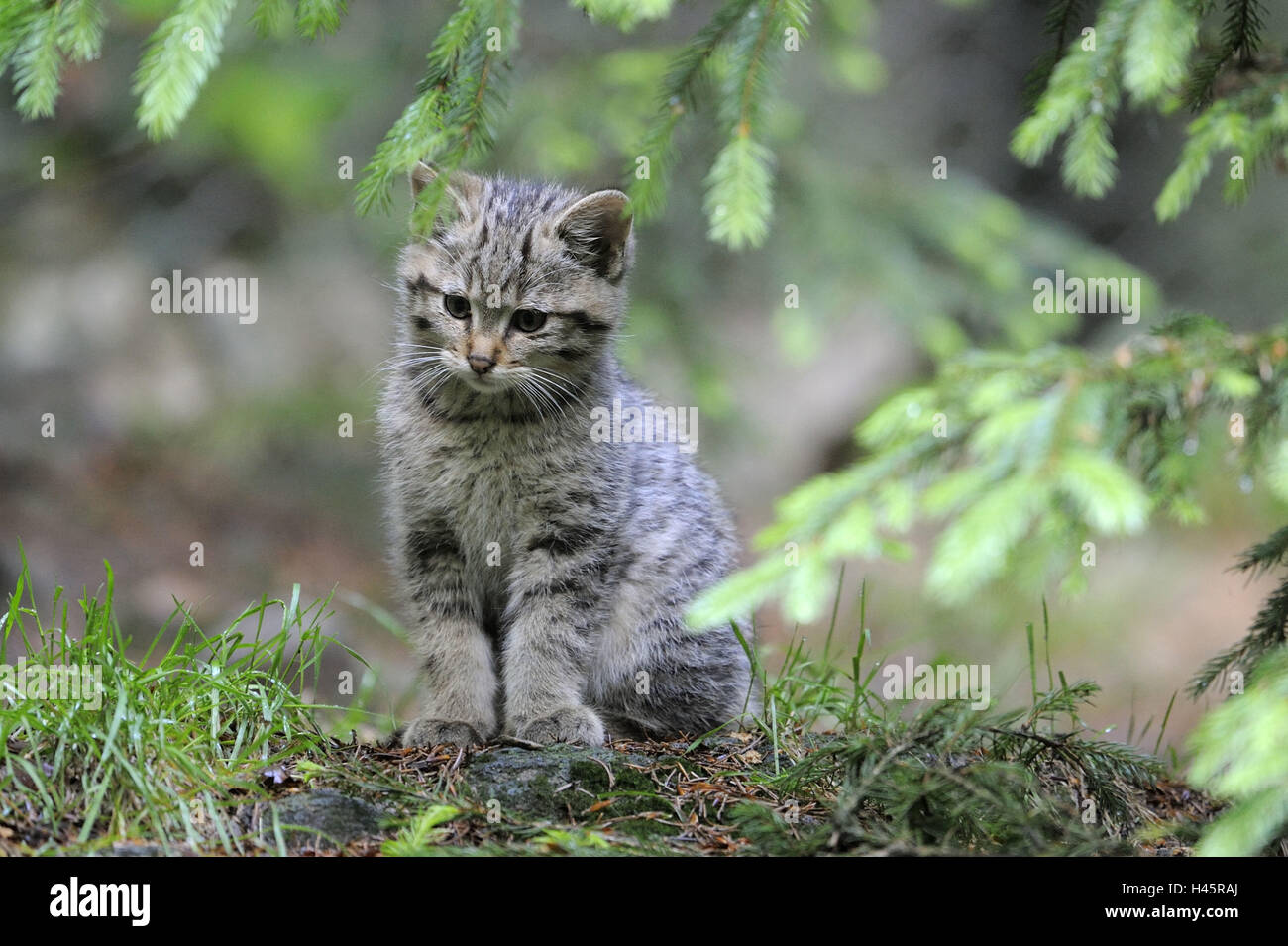 Wildcat, Felis silvestris, young animal, watchfulness Stock Photo - Alamy