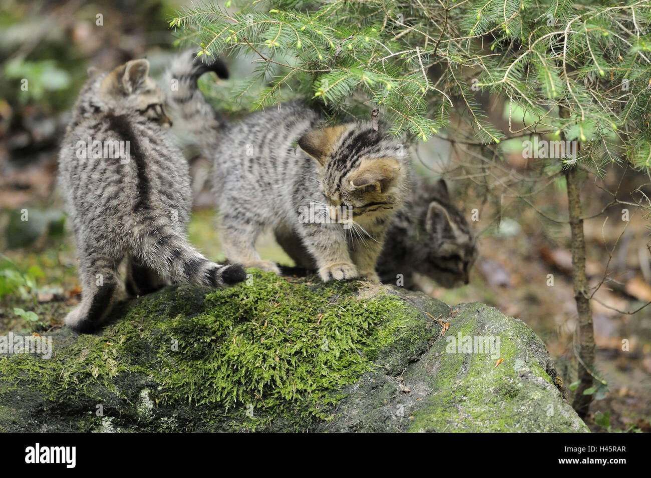 Young animals play hi-res stock photography and images - Alamy