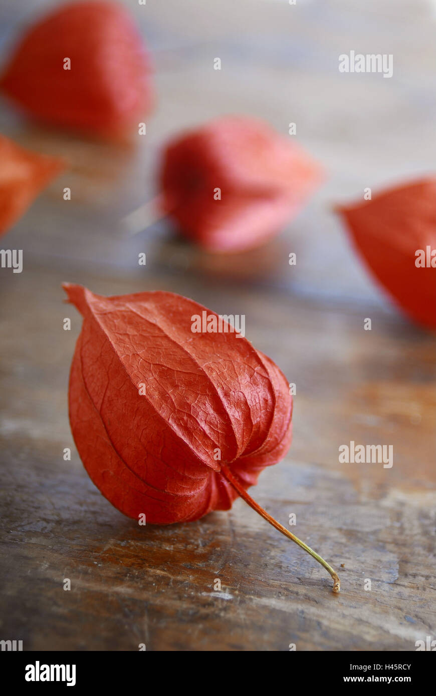 Physalis, lampion flowers, detail, blur Stock Photo - Alamy