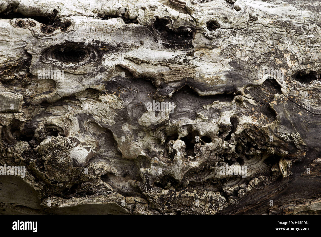 Trunk, weather-beaten, close up Stock Photo - Alamy