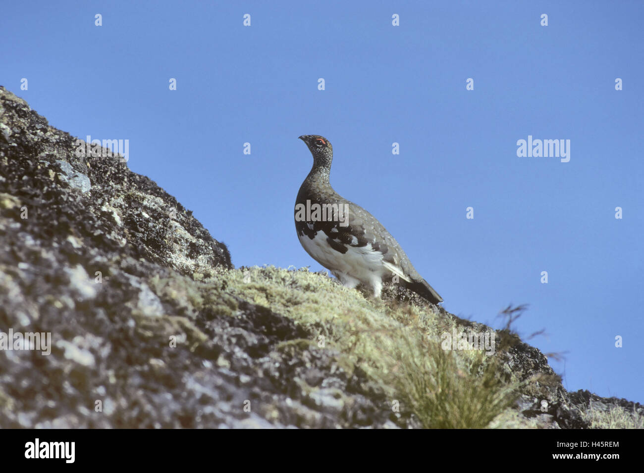 Alp bird hi-res stock photography and images - Alamy