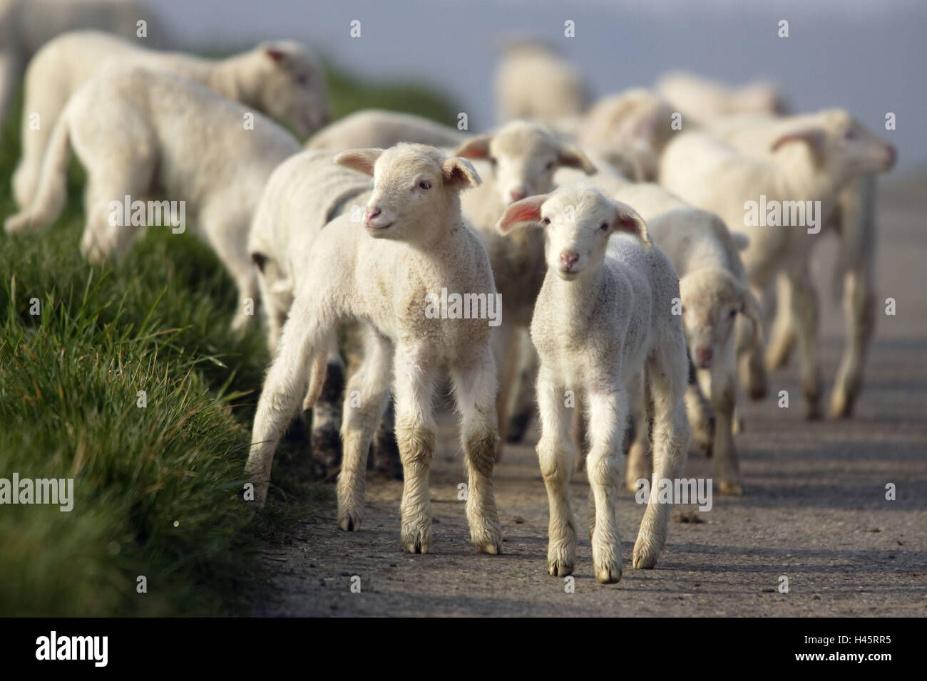Livestock runs hi-res stock photography and images - Alamy