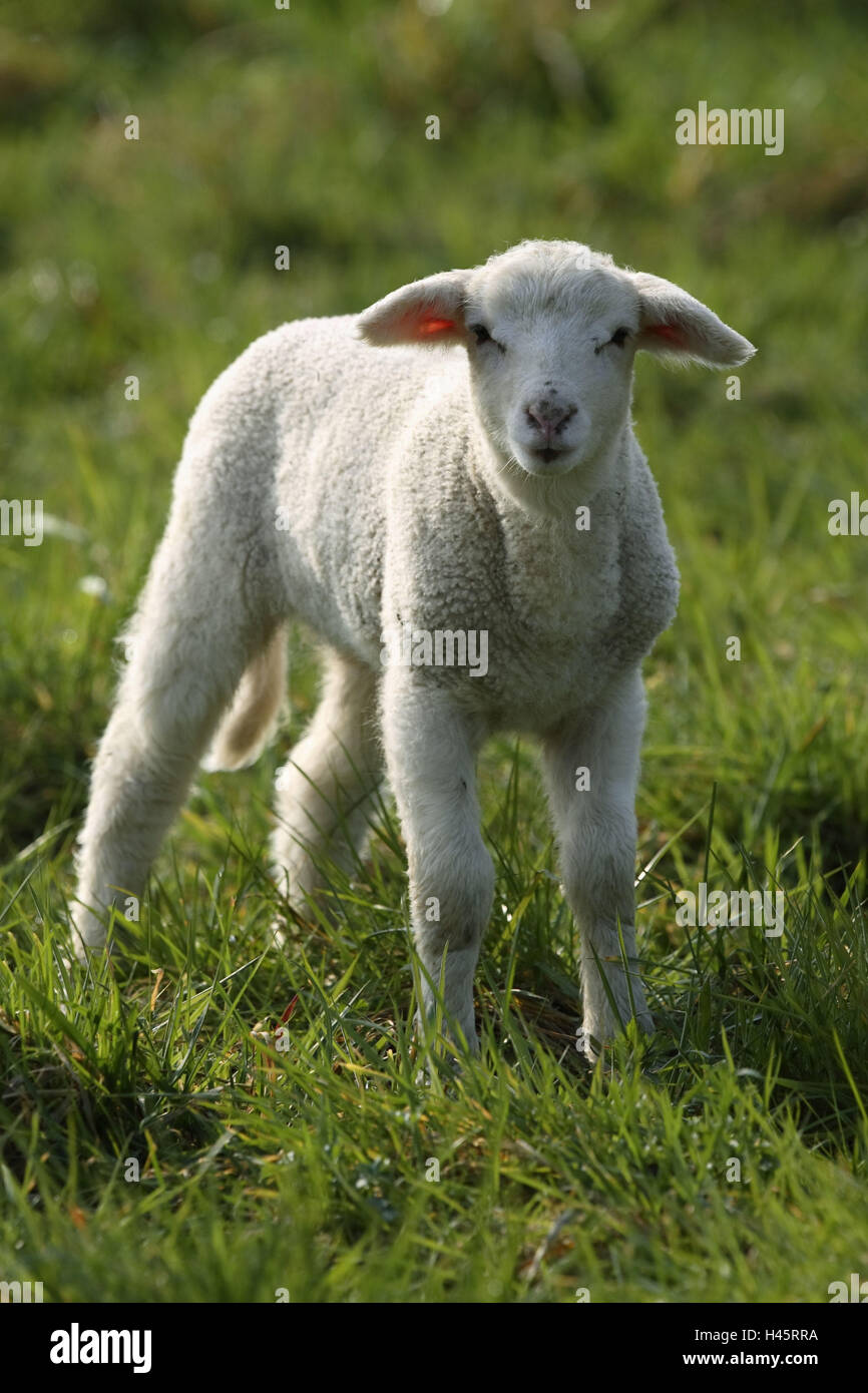 merino sheep, lamb Stock Photo - Alamy