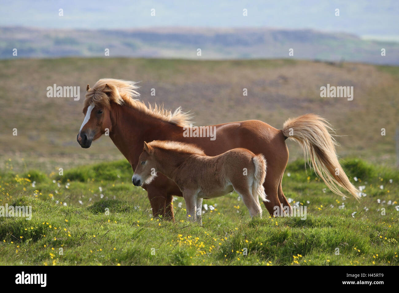 Iceland horse, foal Stock Photo - Alamy