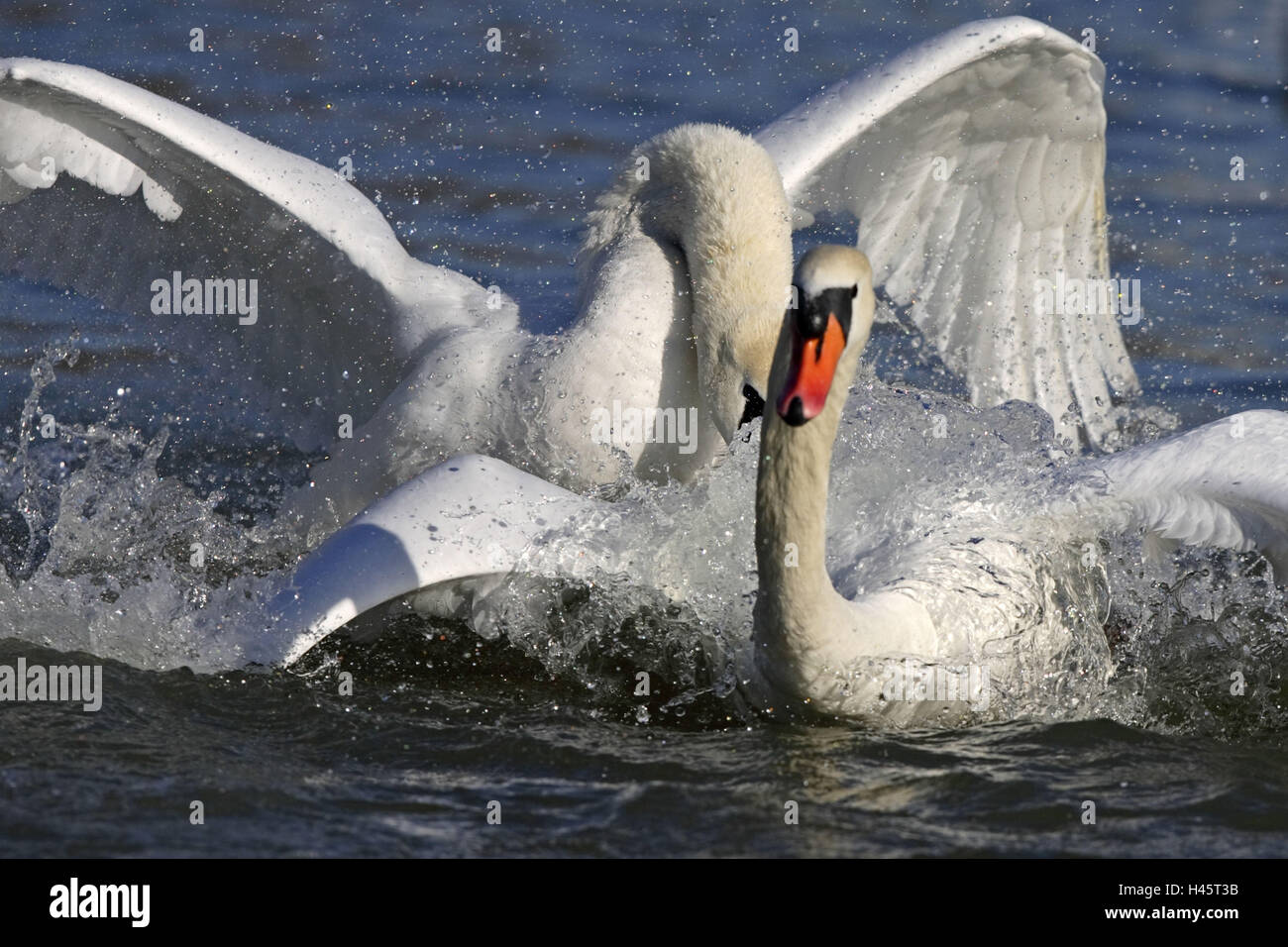 Combination hump hi-res stock photography and images - Alamy