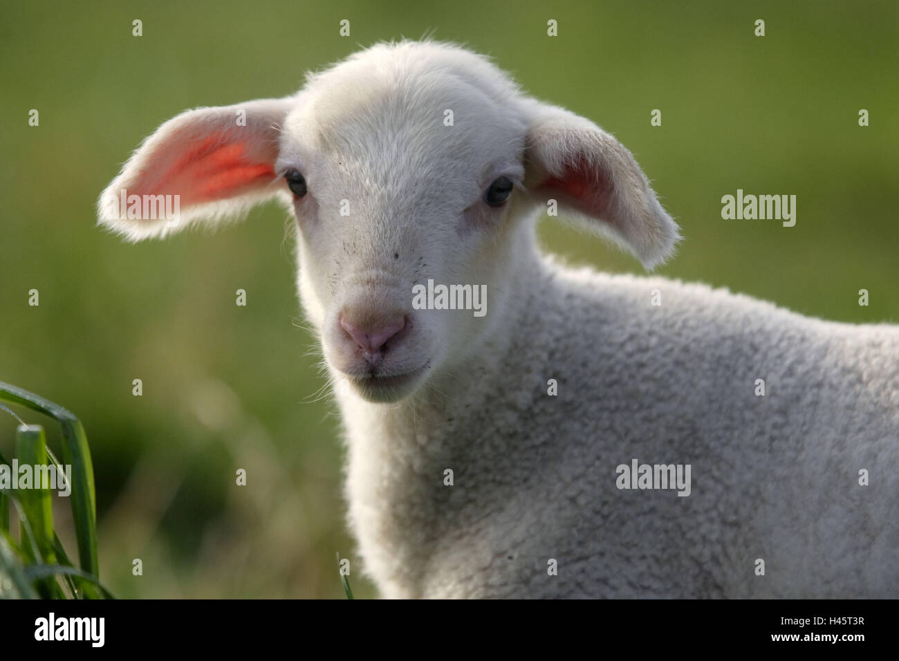 merino sheep, lamb, close-up Stock Photo - Alamy