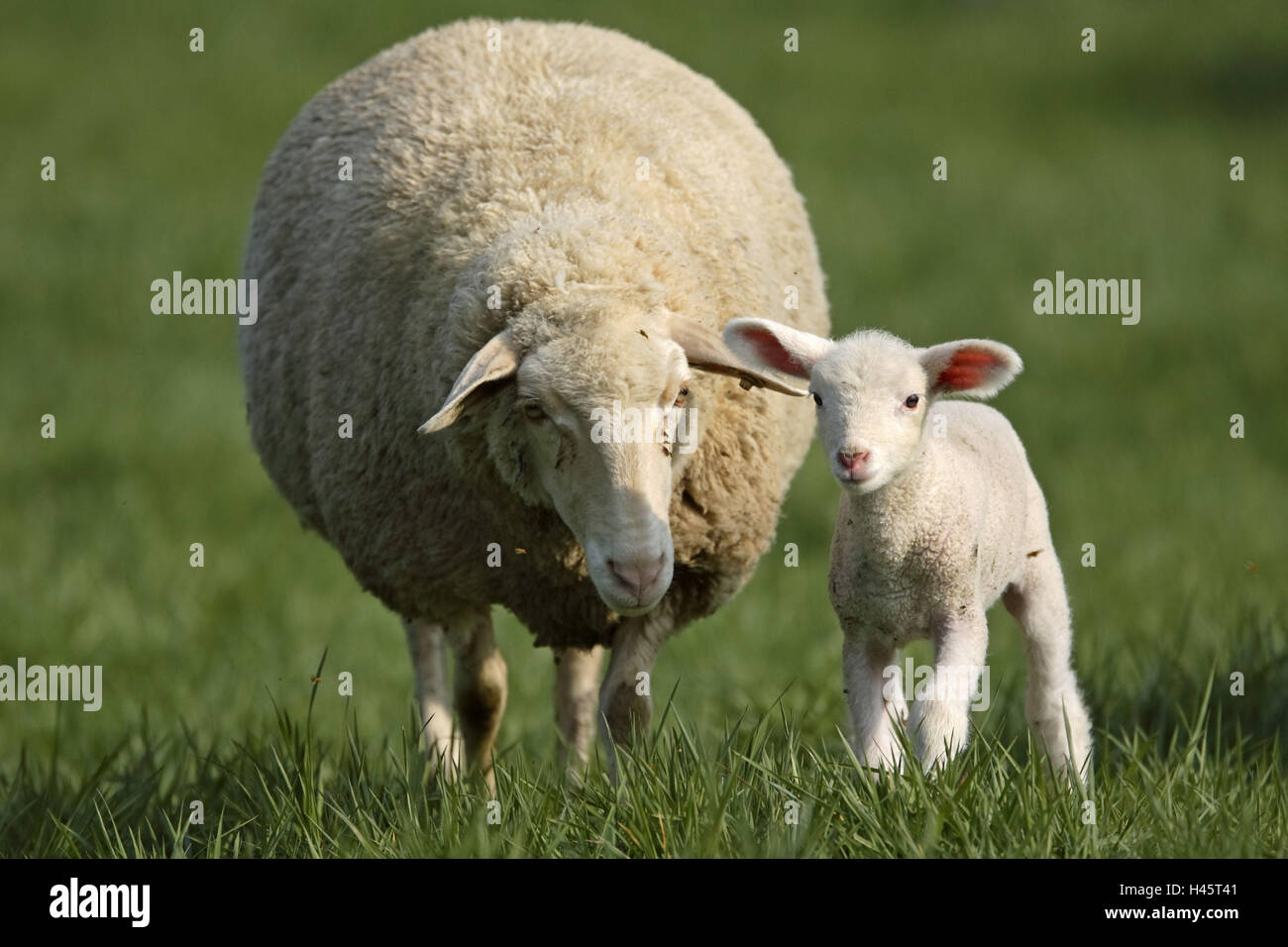Free range sheeps hi-res stock photography and images - Alamy