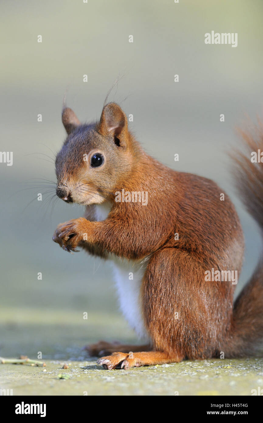 Squirrels, Sciurus vulgaris, sit, profile, side view, squirrels, rodent ...