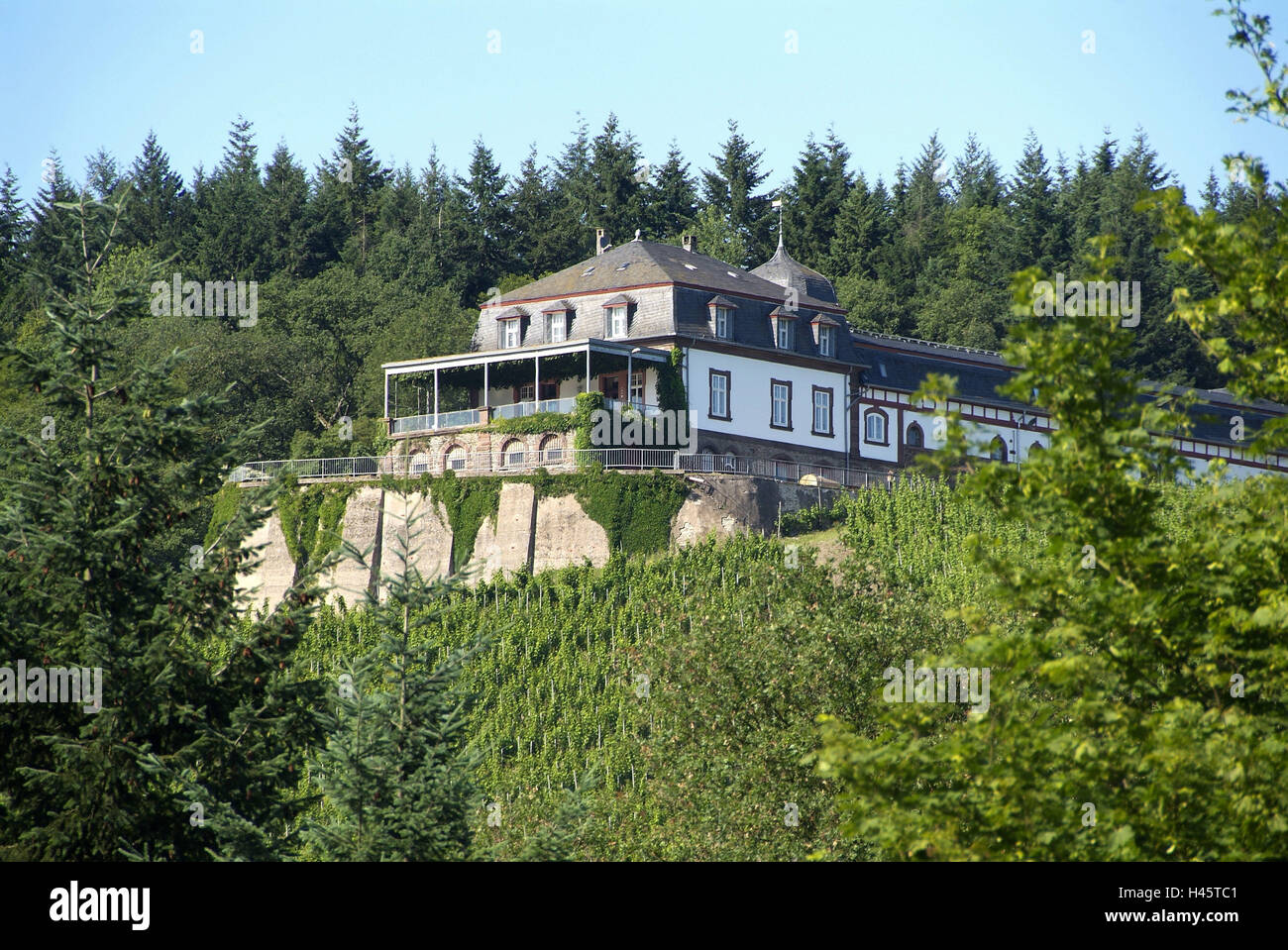 Germany, Rhineland-Palatinate, Saarburger country, Serrig, vineyard ...