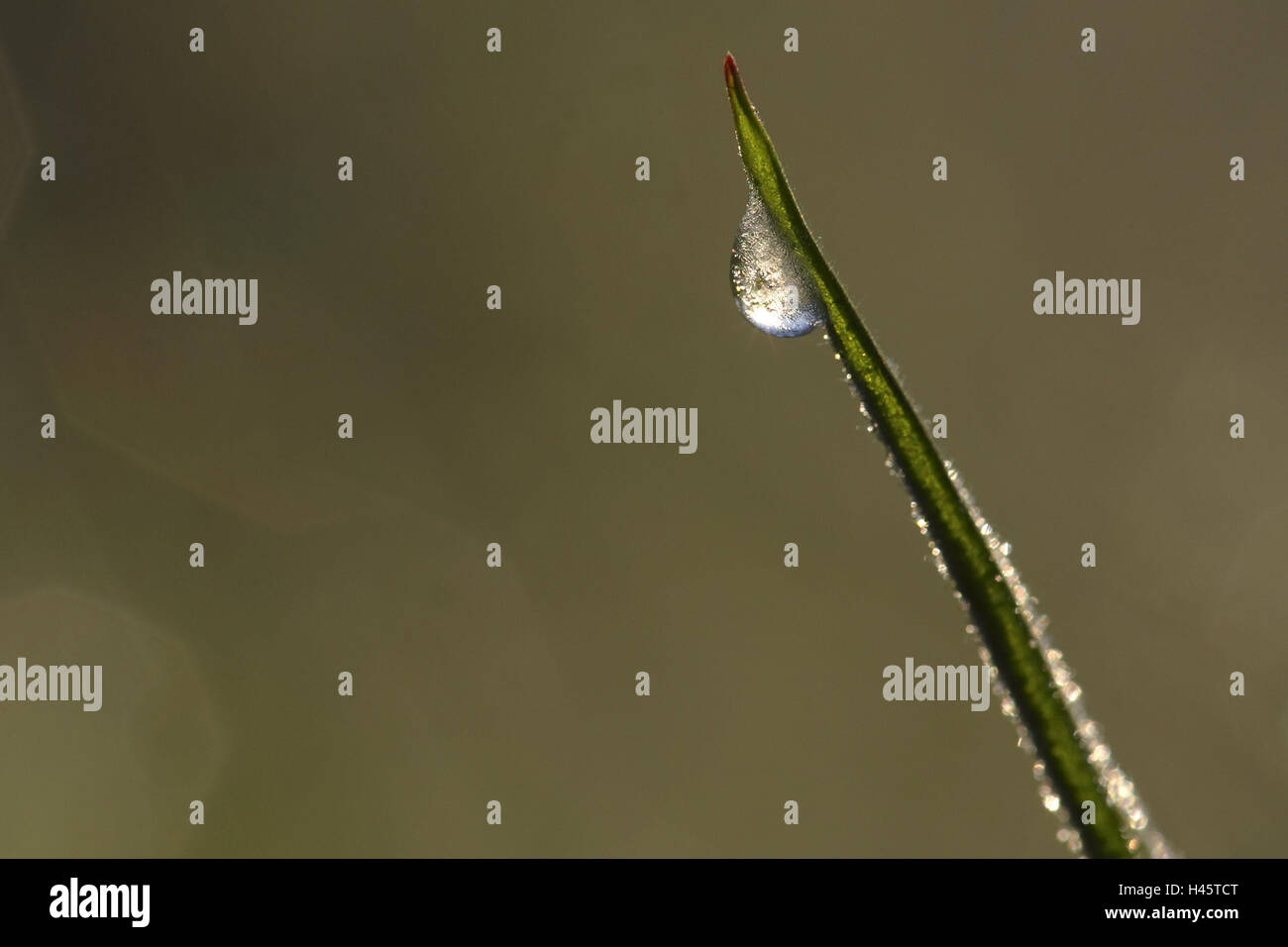 Grass-stalk, water-drops, close-up Stock Photo - Alamy