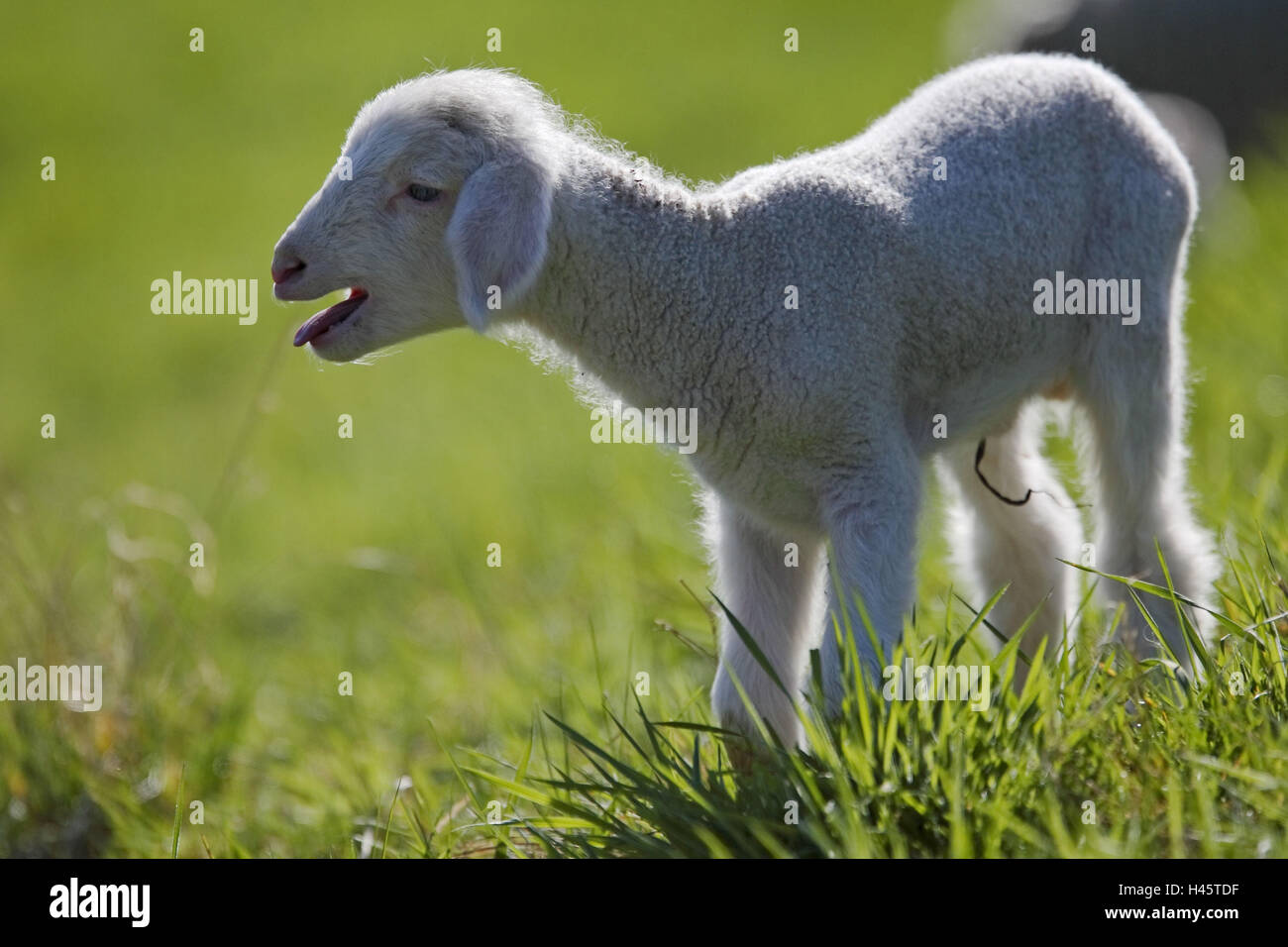 Merino sheep hi-res stock photography and images - Alamy