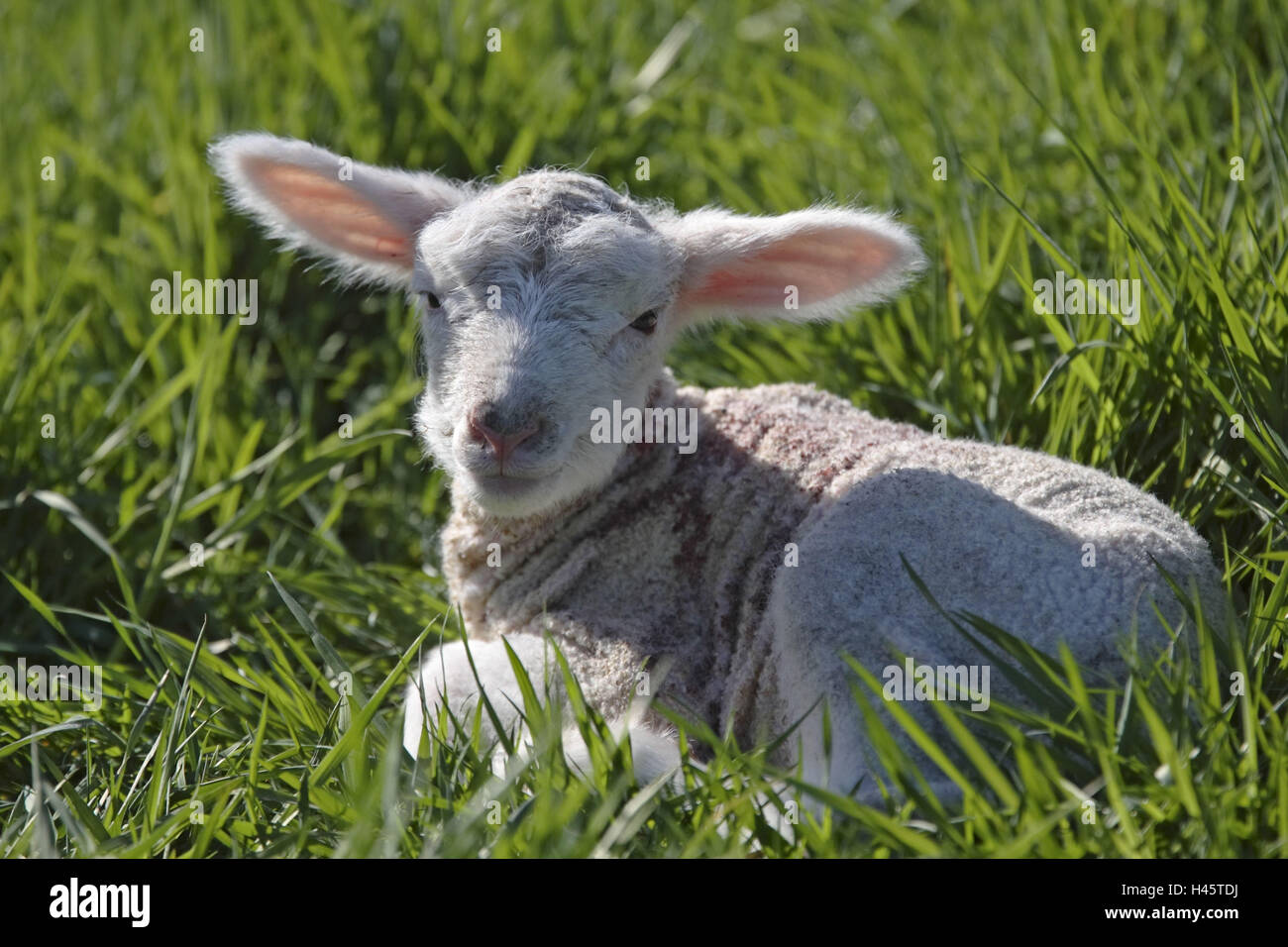 merino sheep, lamb, meadow, lying Stock Photo - Alamy