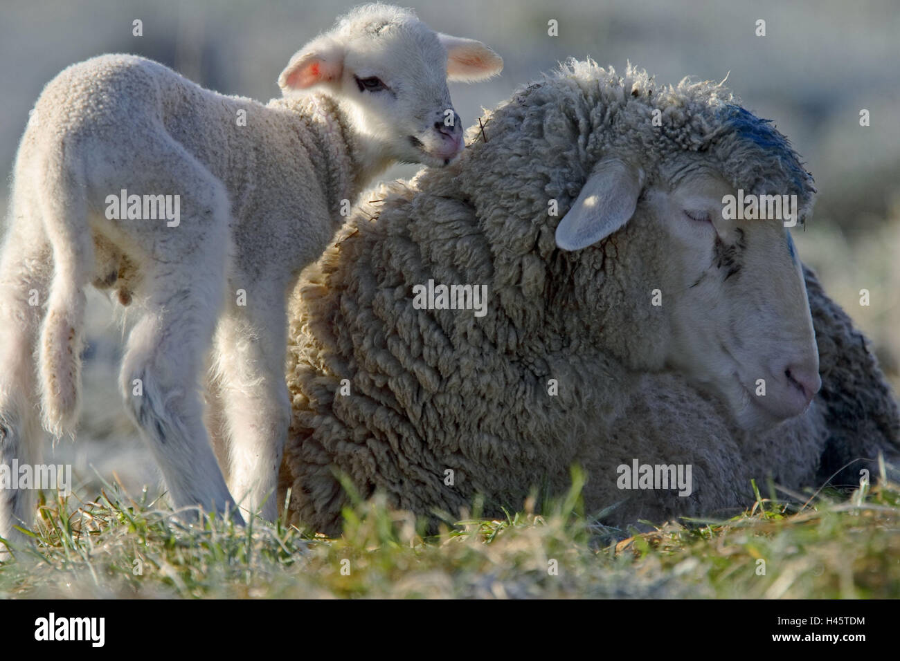 merino sheeps, lamb, dam, meadow Stock Photo - Alamy