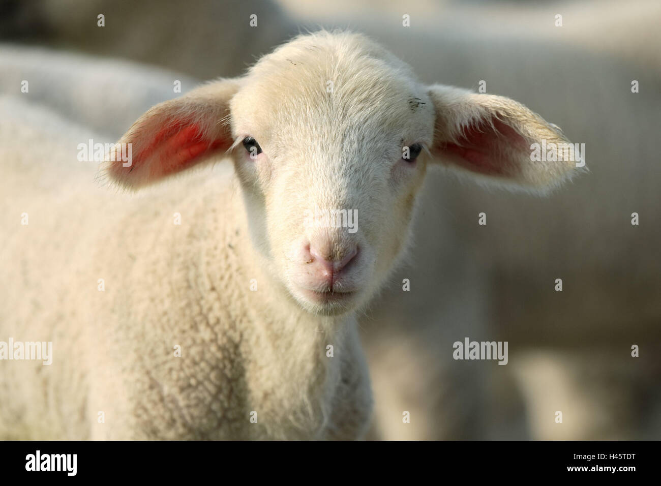 merino sheep, lamb Stock Photo - Alamy