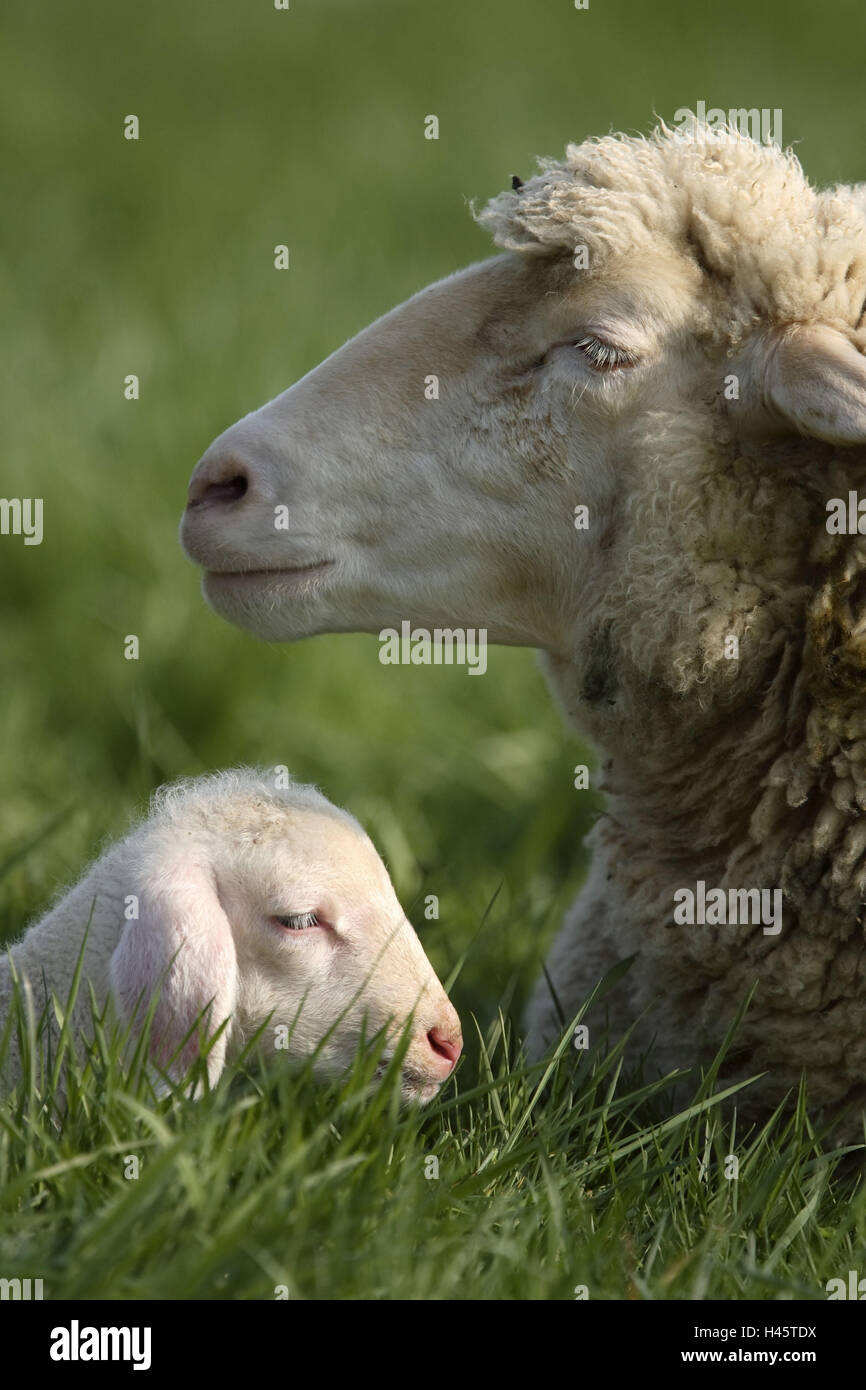 Merino lamb head horn hi-res stock photography and images - Alamy