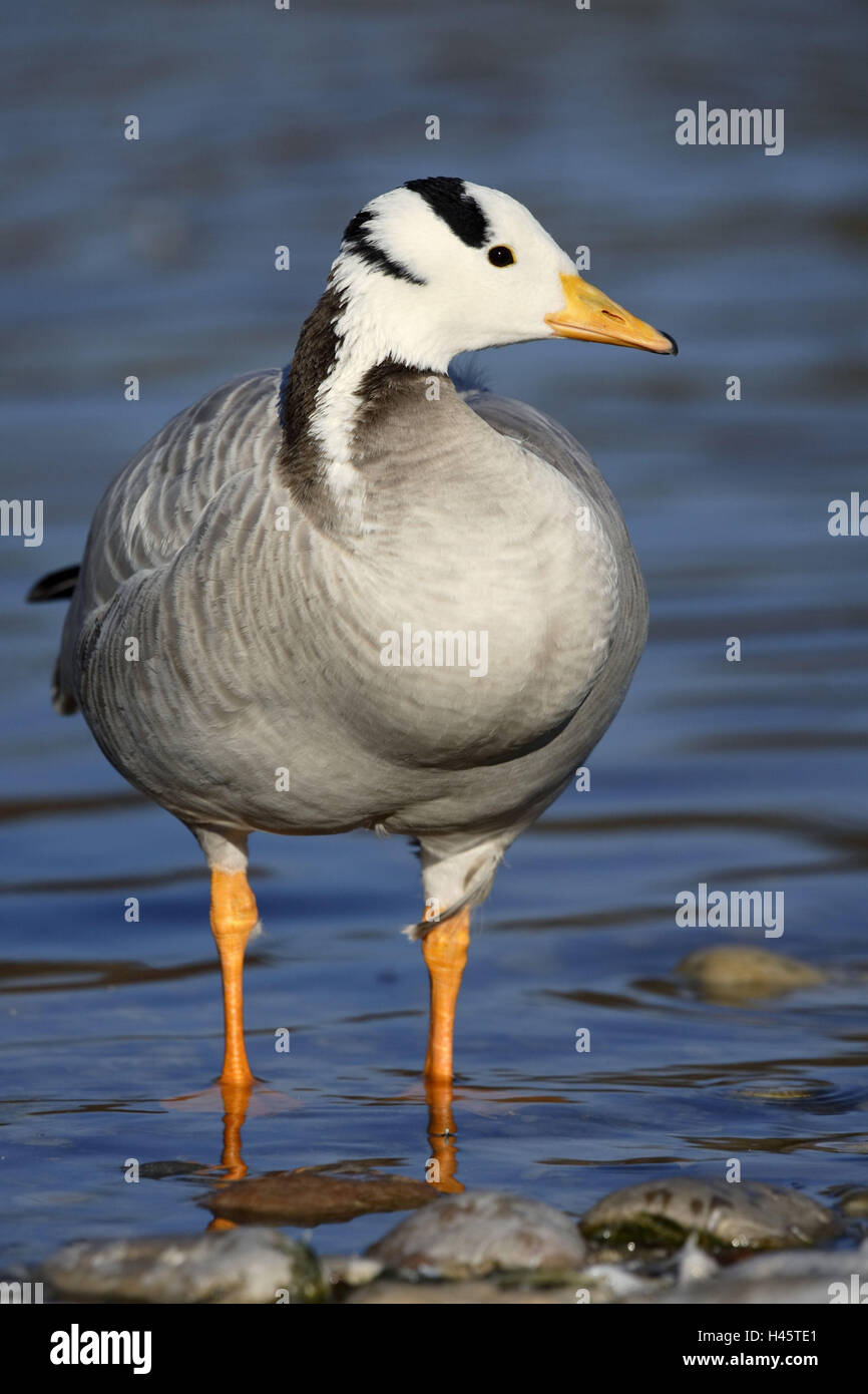 Strip-goose, Anser indicus Stock Photo - Alamy
