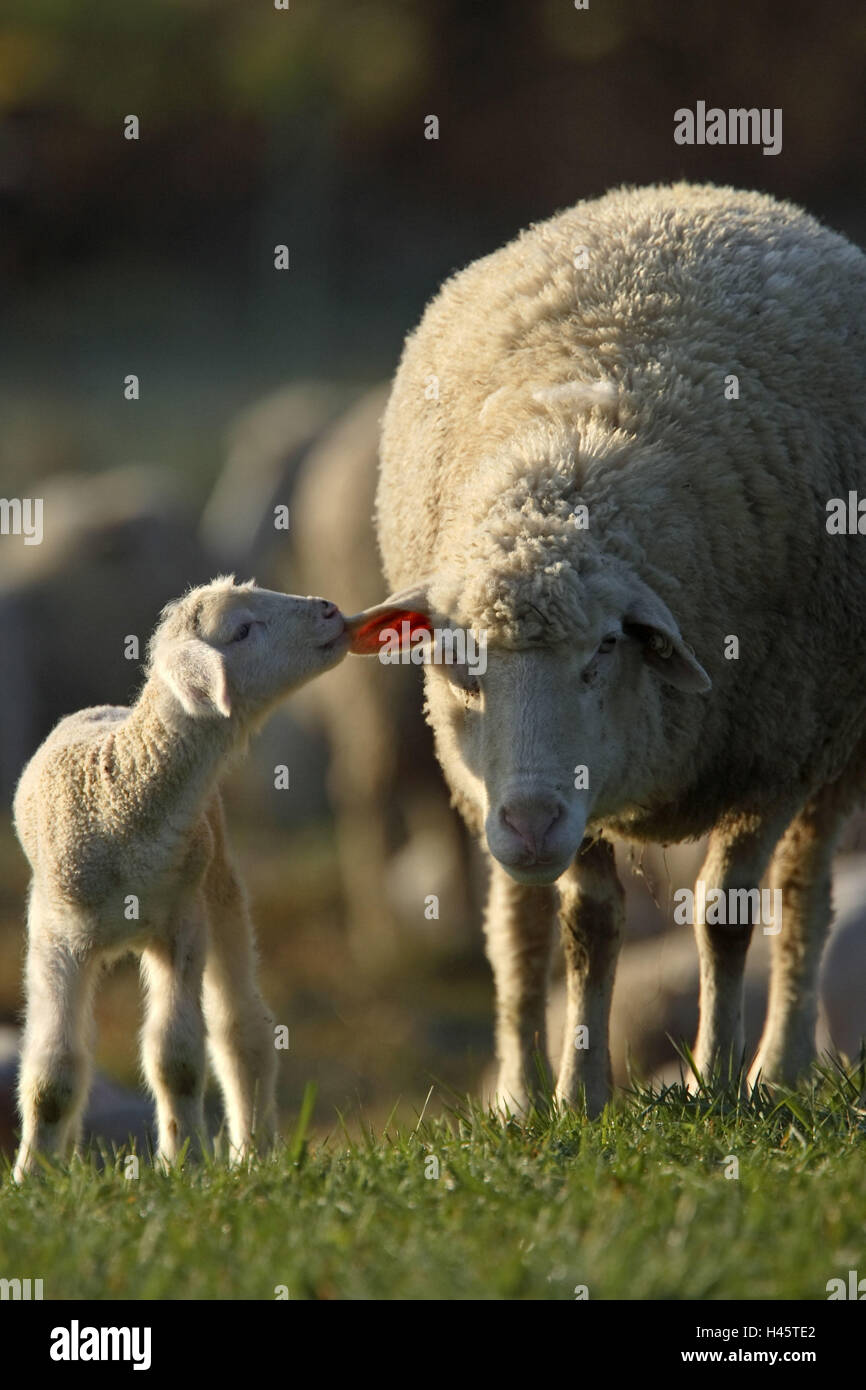 merino sheeps, lamb, dam, ear, nibble Stock Photo - Alamy