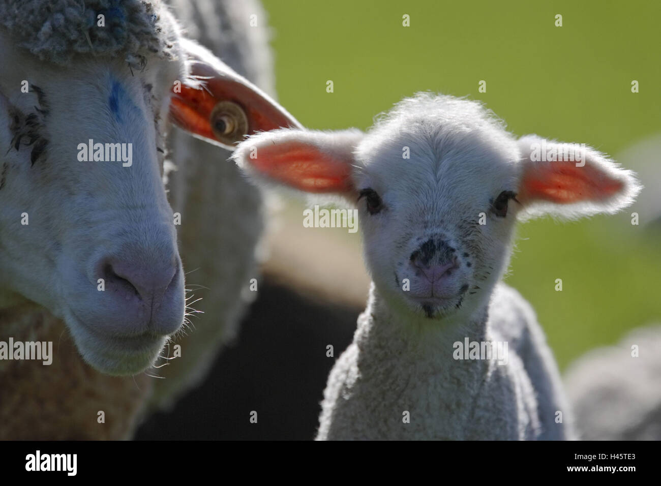 merino sheep, lamb, dam, close-up Stock Photo - Alamy