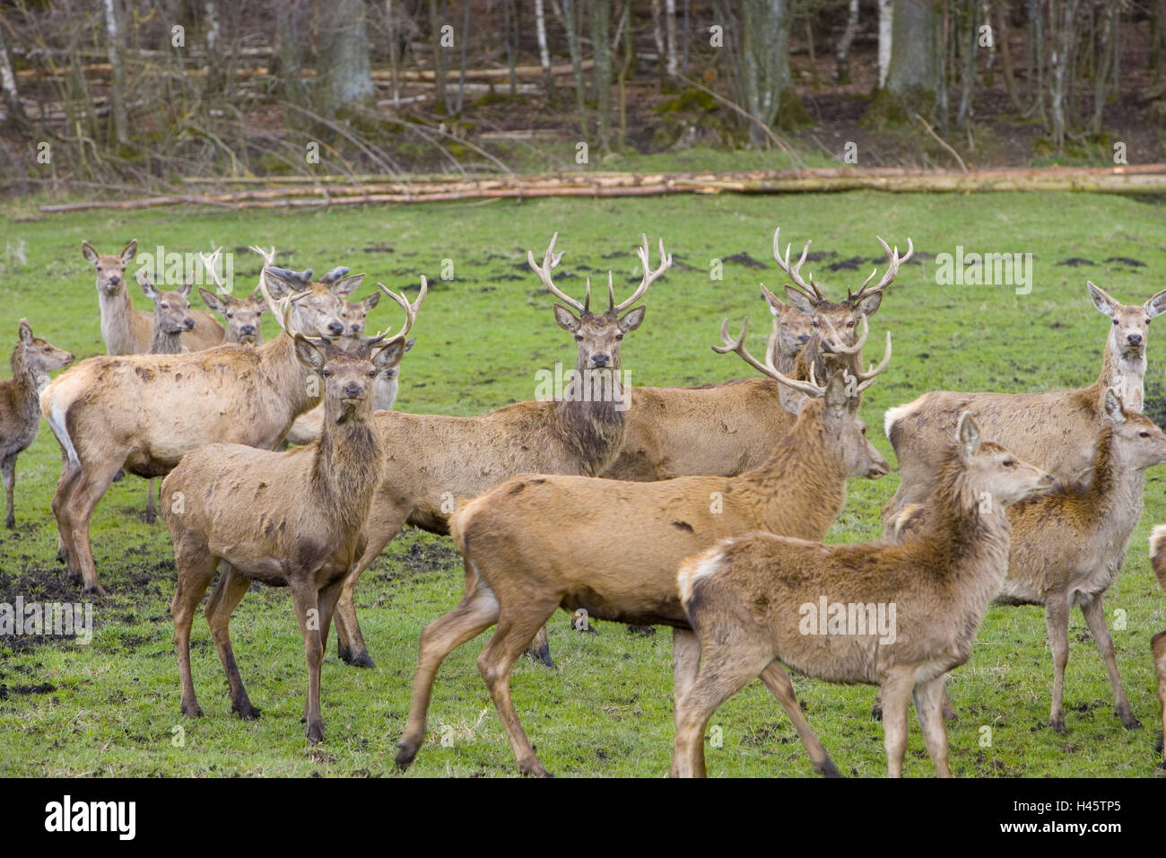 Herds of deer hi-res stock photography and images - Alamy