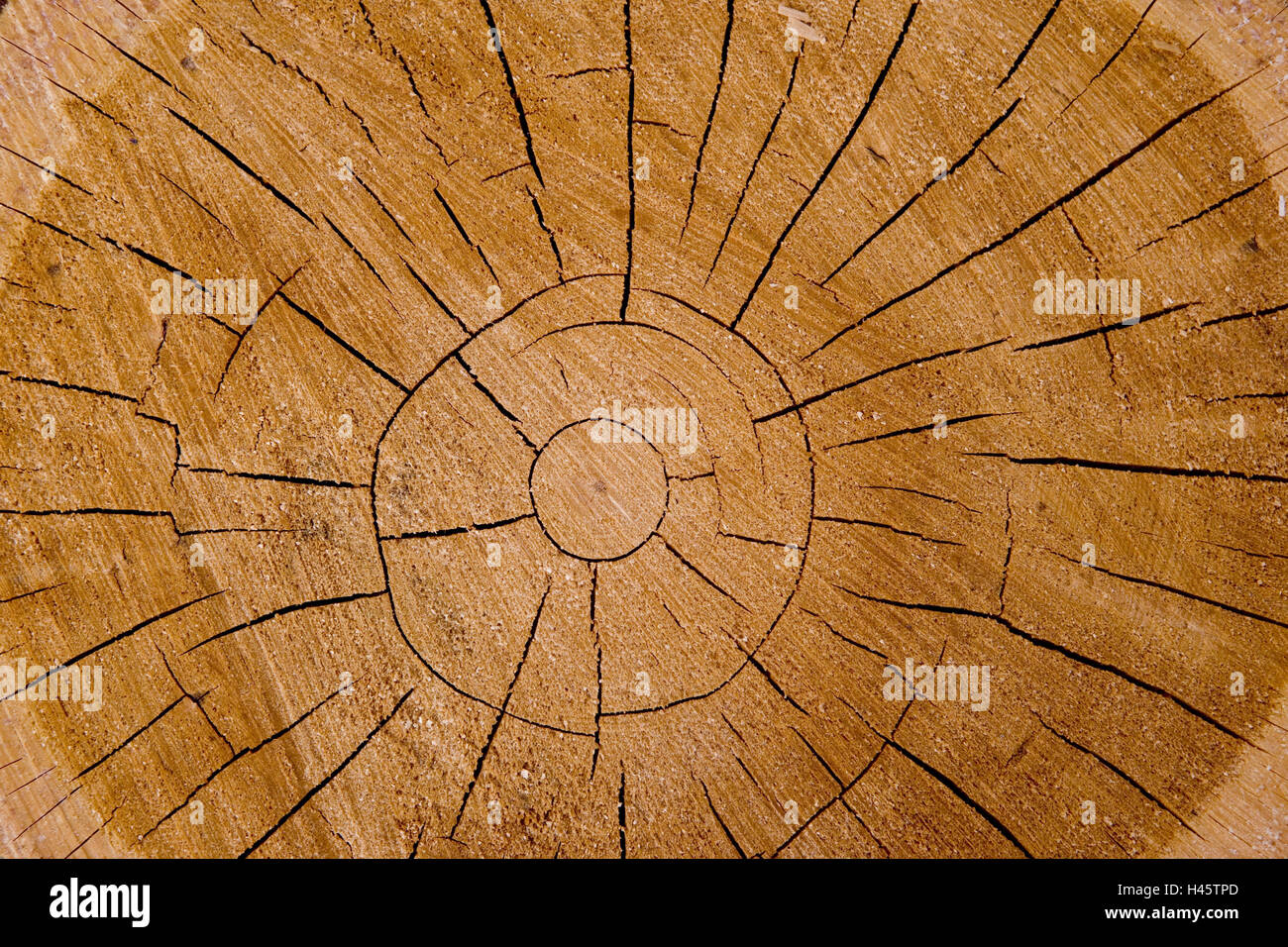 Tree rings detail hi-res stock photography and images - Alamy