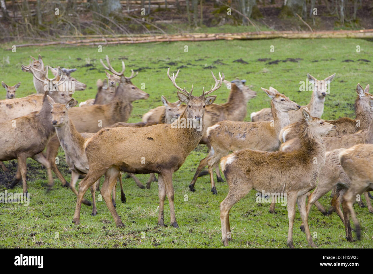 Deer herd, red deer, Cervus elaphus Stock Photo - Alamy