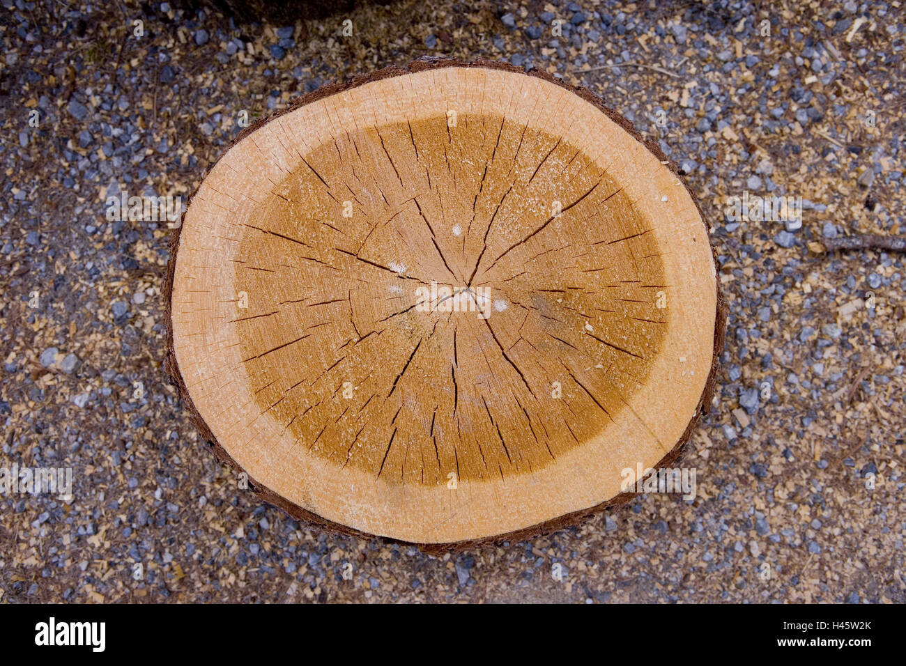 Wooden slice, tree-rings, detail Stock Photo - Alamy