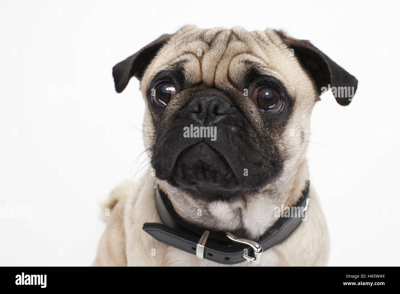 Pug, neckband, portrait, cropped, studio Stock Photo - Alamy
