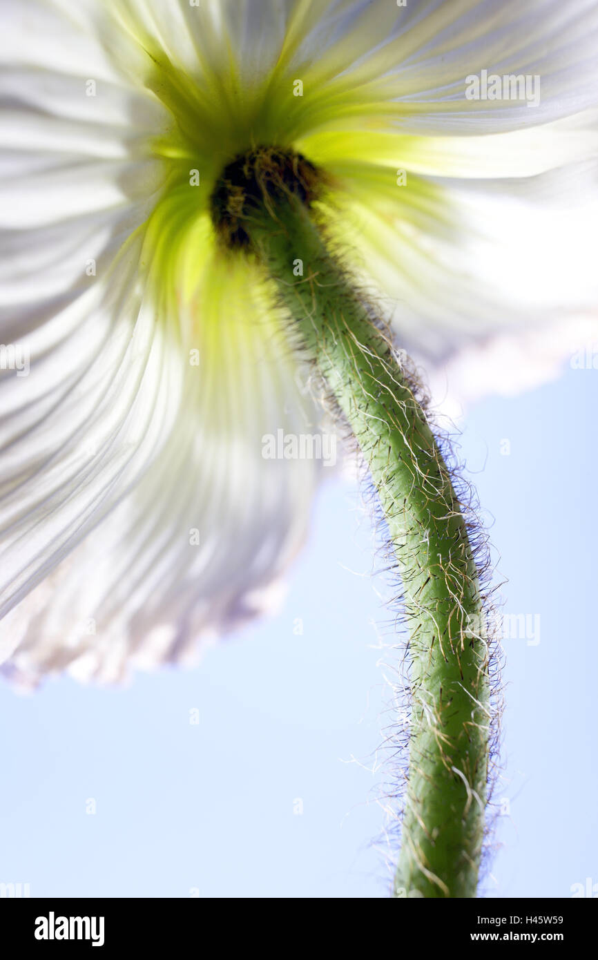 Poppy, stem, close up Stock Photo - Alamy
