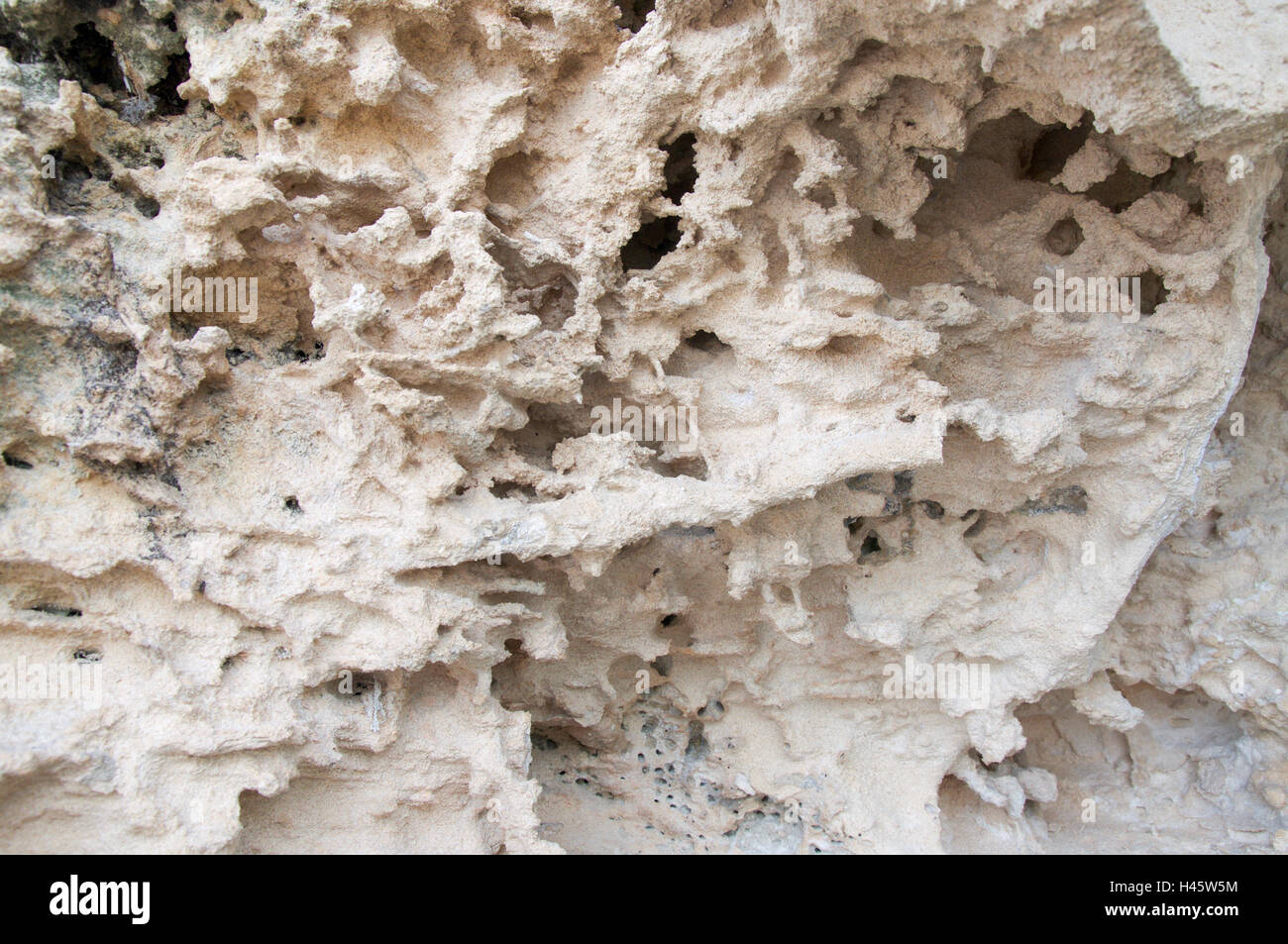 Textured surface of the eroded limestone rock on Penguin Island in ...