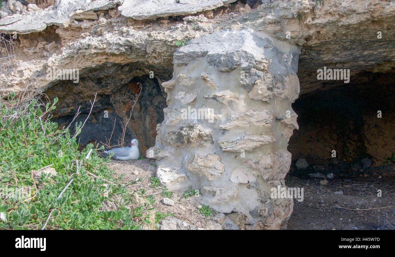 Silver sea gull resting in limestone cave formation on the shoreline of ...
