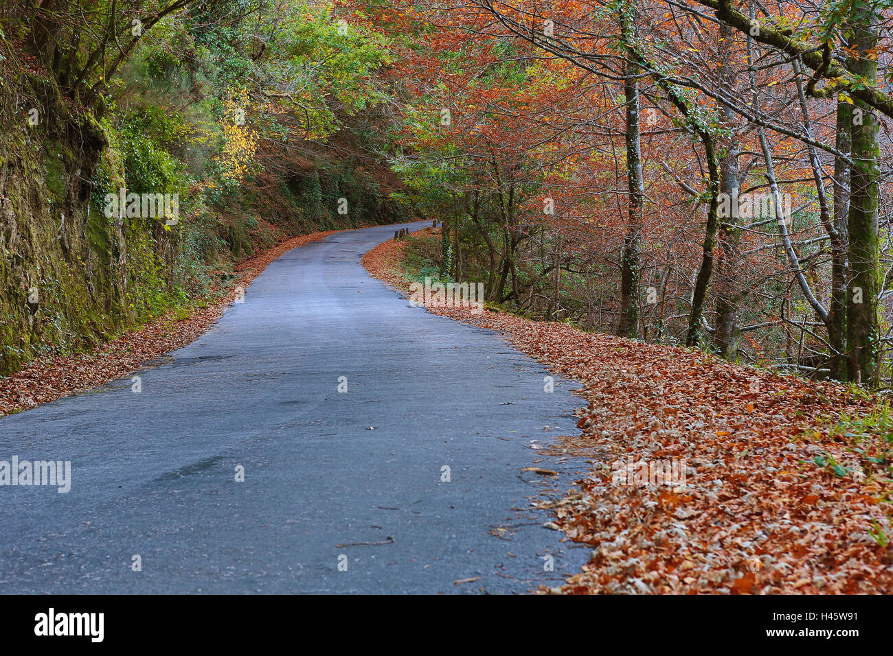 Autumn landscape with road and beautiful colored trees, in Geres ...