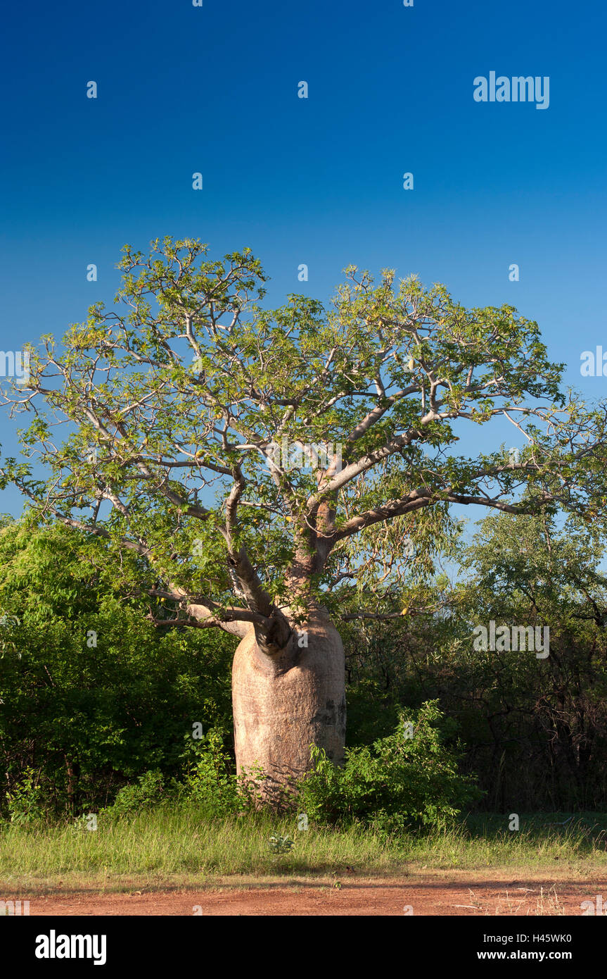 Boab tree hi-res stock photography and images - Alamy