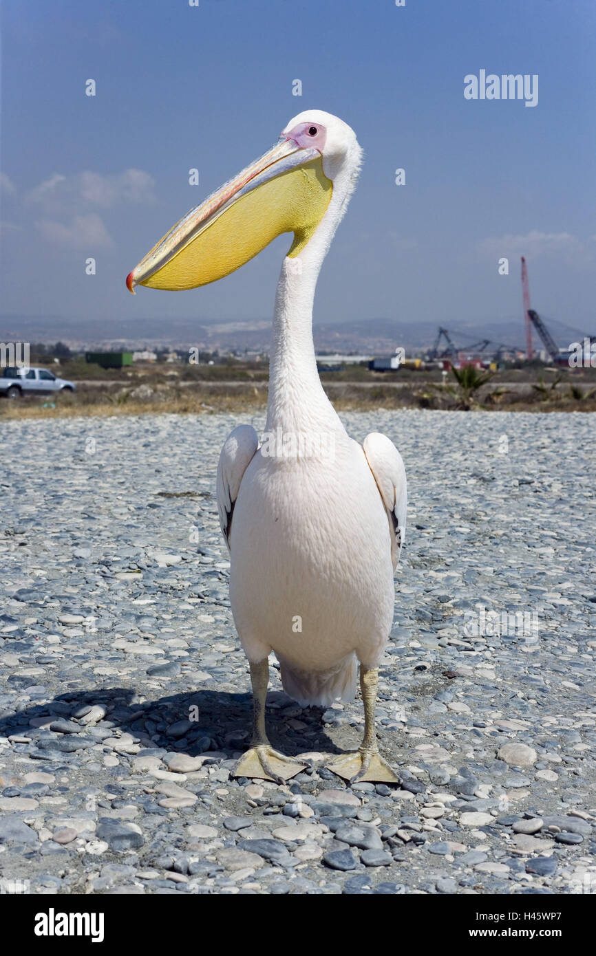 Cyprus, Greek, Limassol, pebble beach, Pelican, Pelecanus spec Stock ...