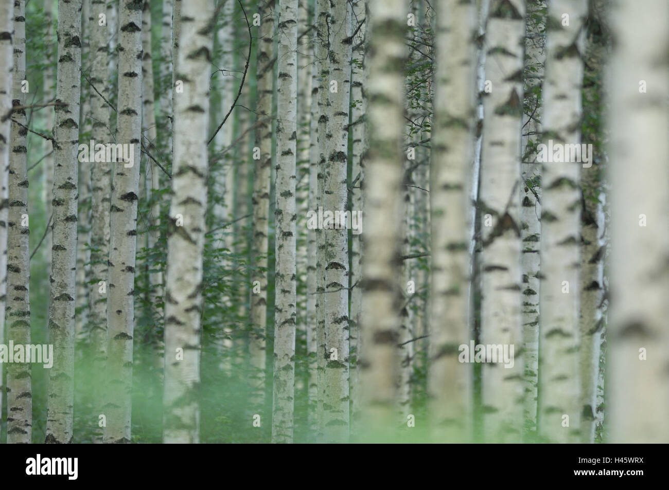 Birch forest, trunks Stock Photo - Alamy
