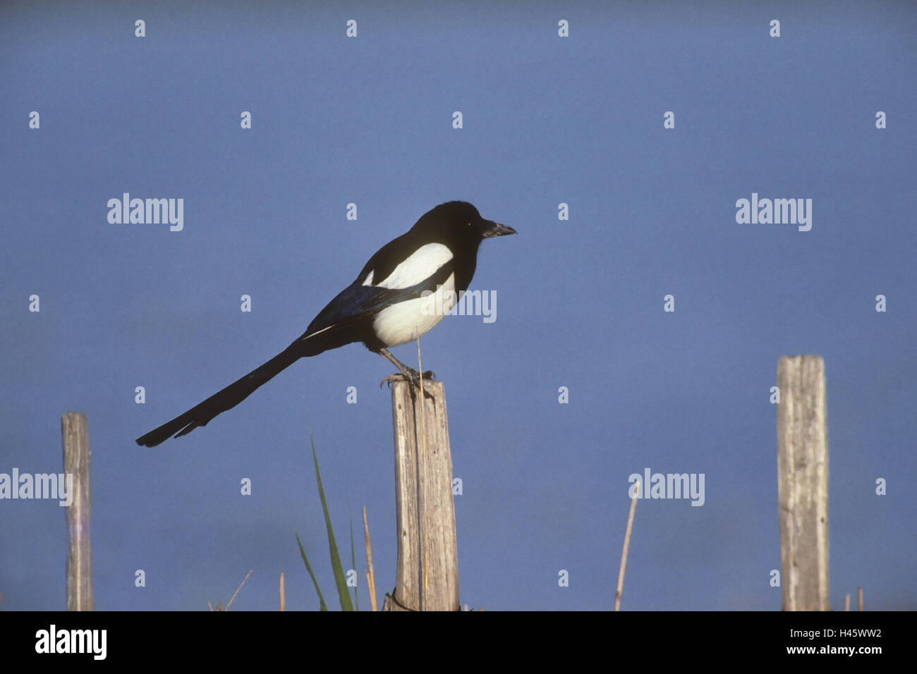 Magpie, Pica pica, tree, sit Stock Photo - Alamy