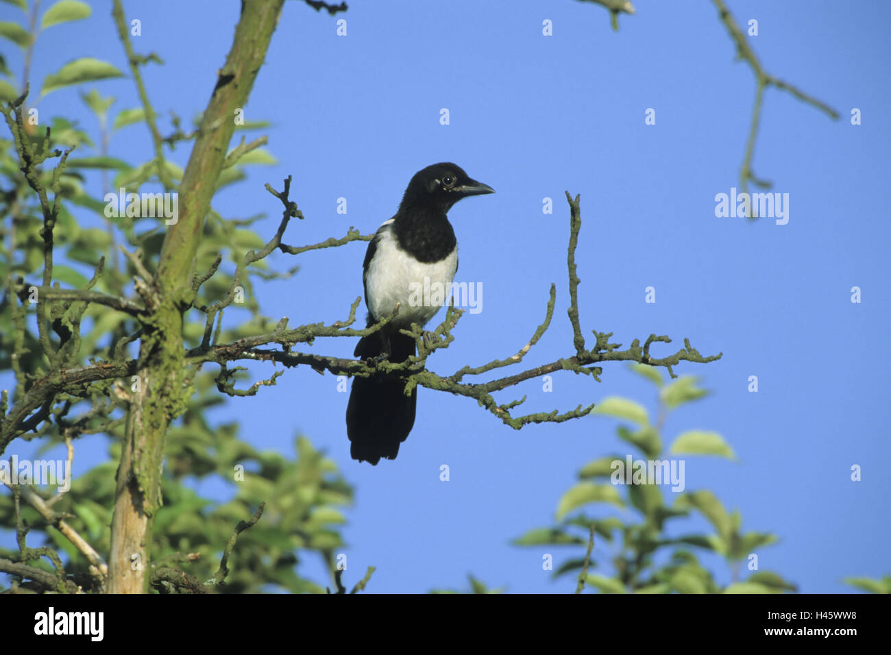 Magpie, Pica pica, tree, sit Stock Photo - Alamy