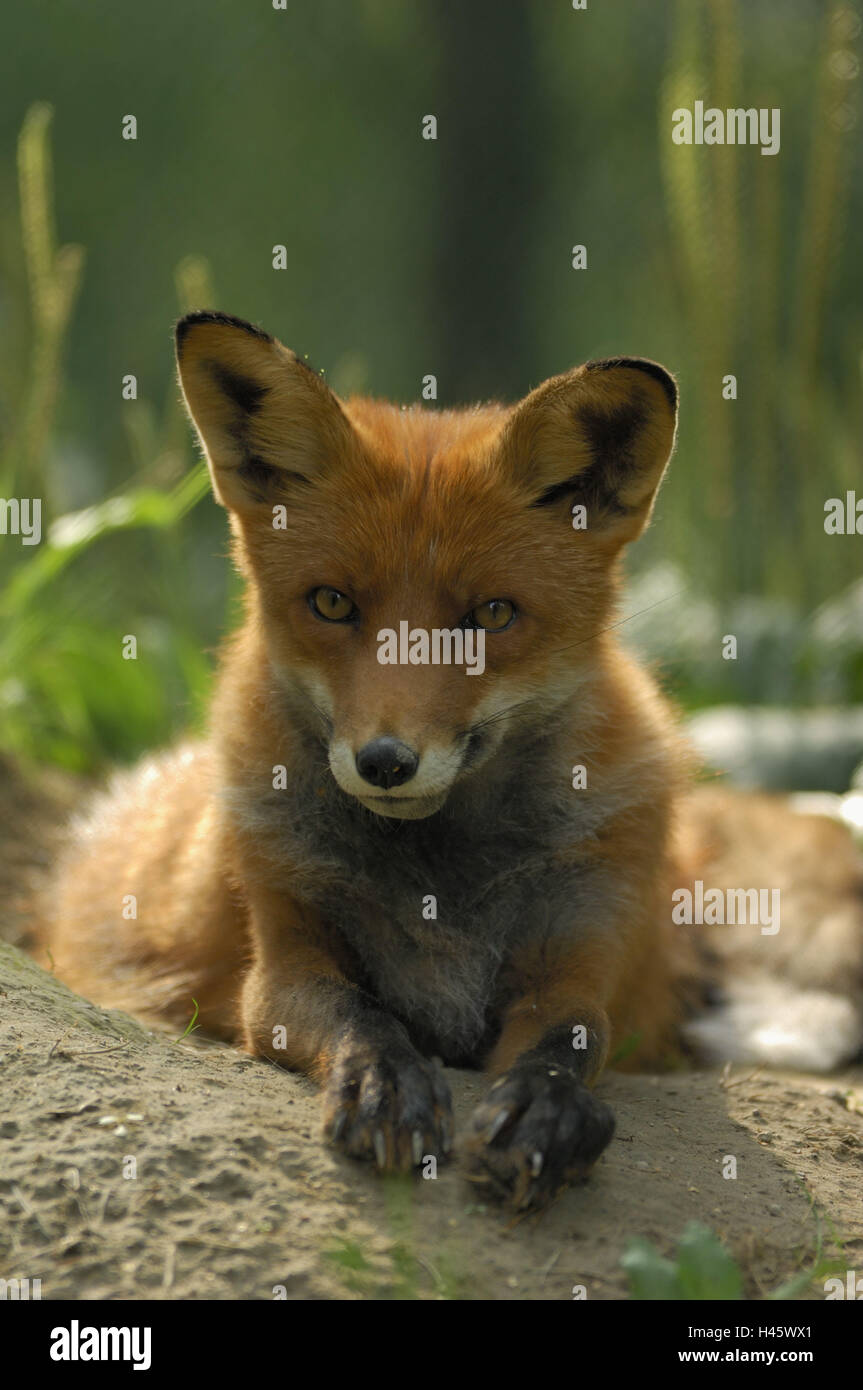 Red fox, Vulpes vulpes, sit, Finland Stock Photo - Alamy