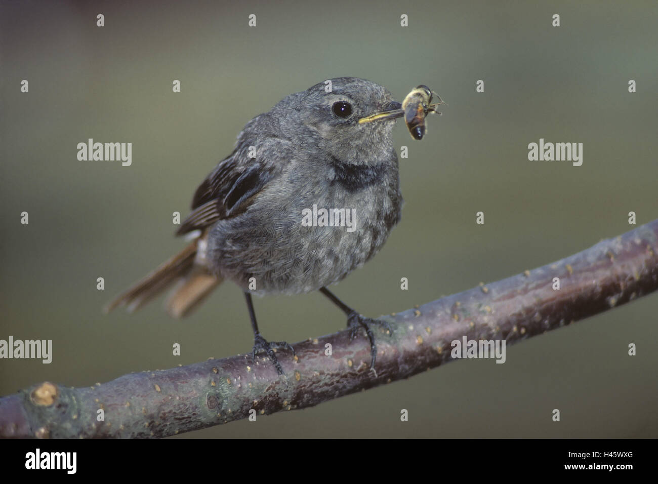 House red tail, Phoenicurus ochruros, prey, insect, beak Stock Photo ...