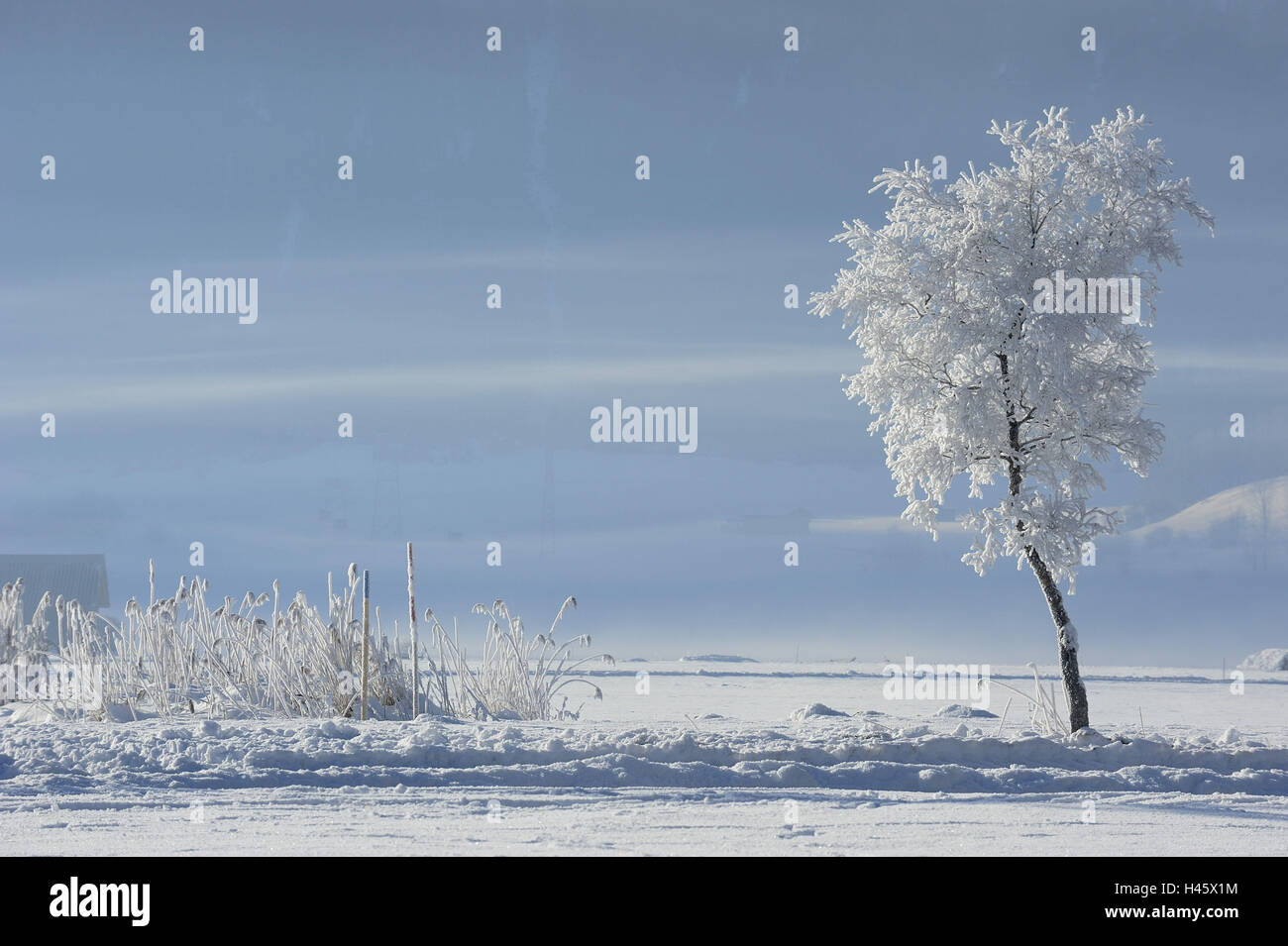 Tree, field, hoarfrost, unmarked, winter, Austria, Tyrol, Lermoos Stock ...