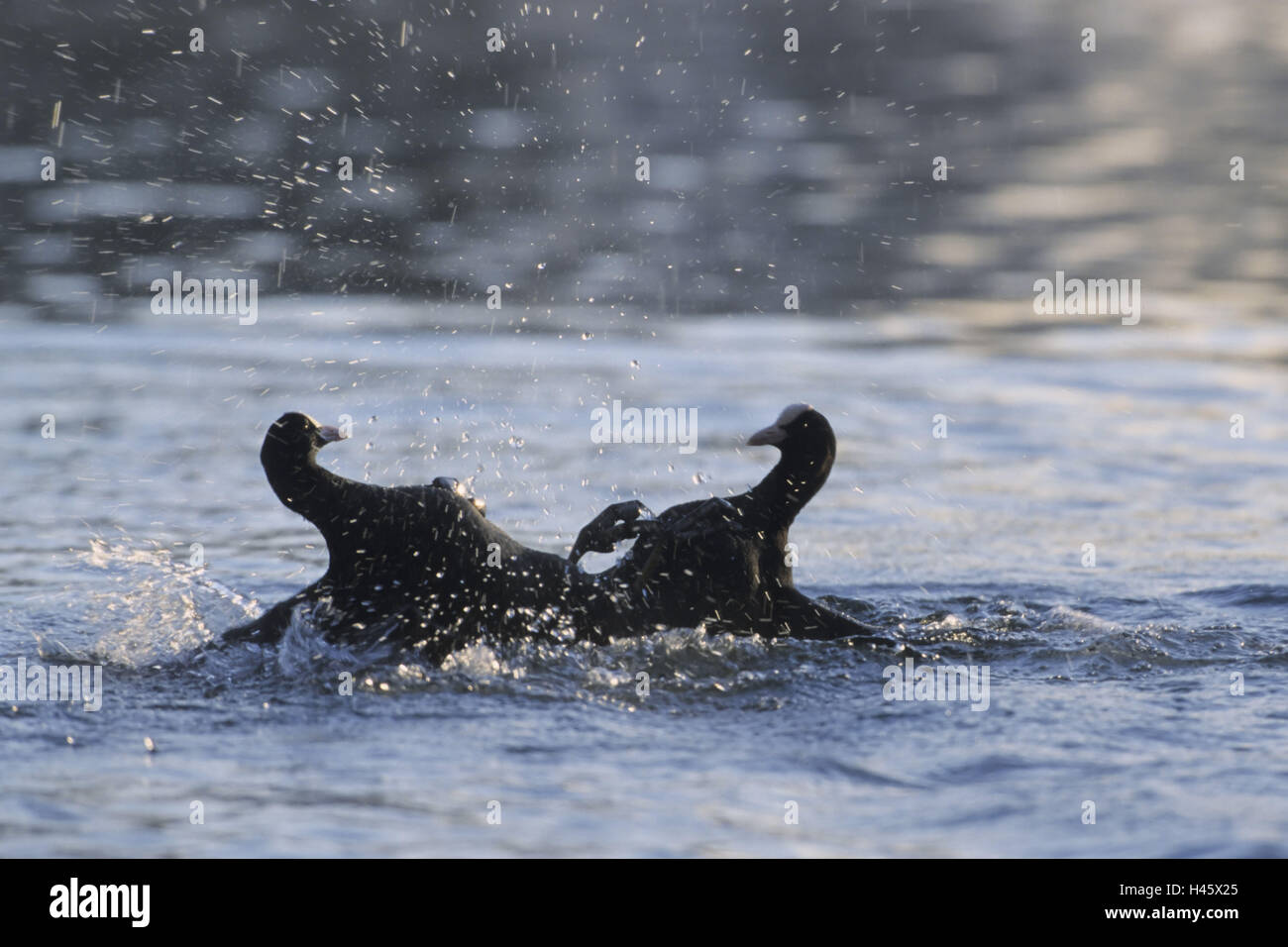 Chicken fight hi-res stock photography and images - Alamy