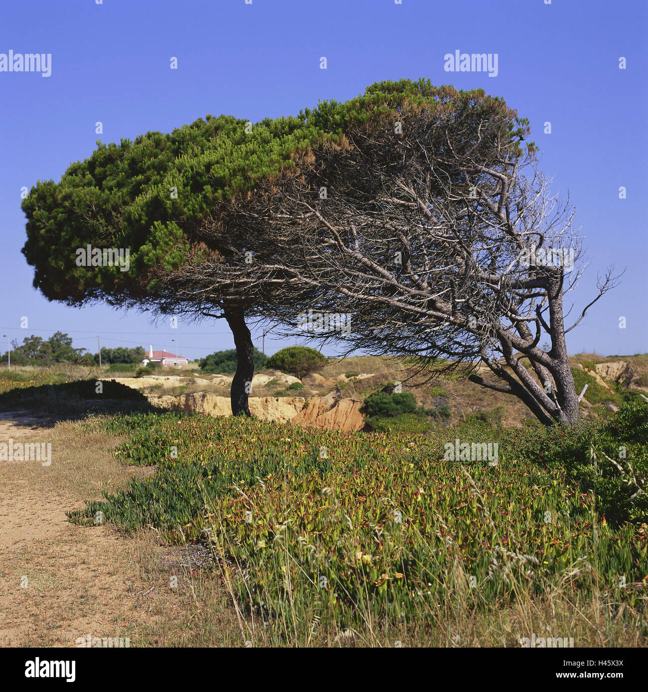 Portugal, Algarve, Lagos, coast, scenery, trees, Europe, destination ...