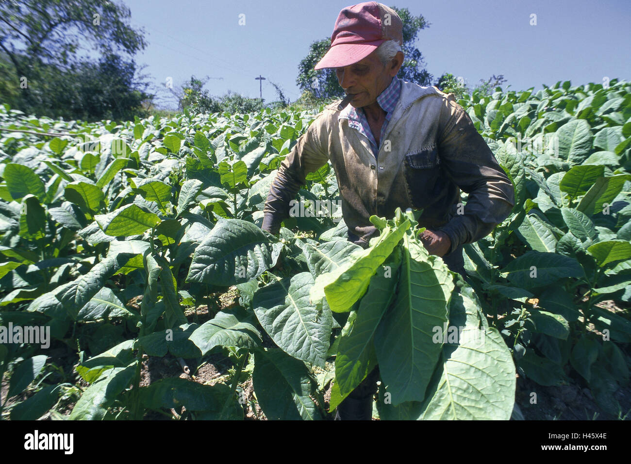 Cuba, Pinar del Rio, tobacco plantation, worker, man, tobacco leaves ...