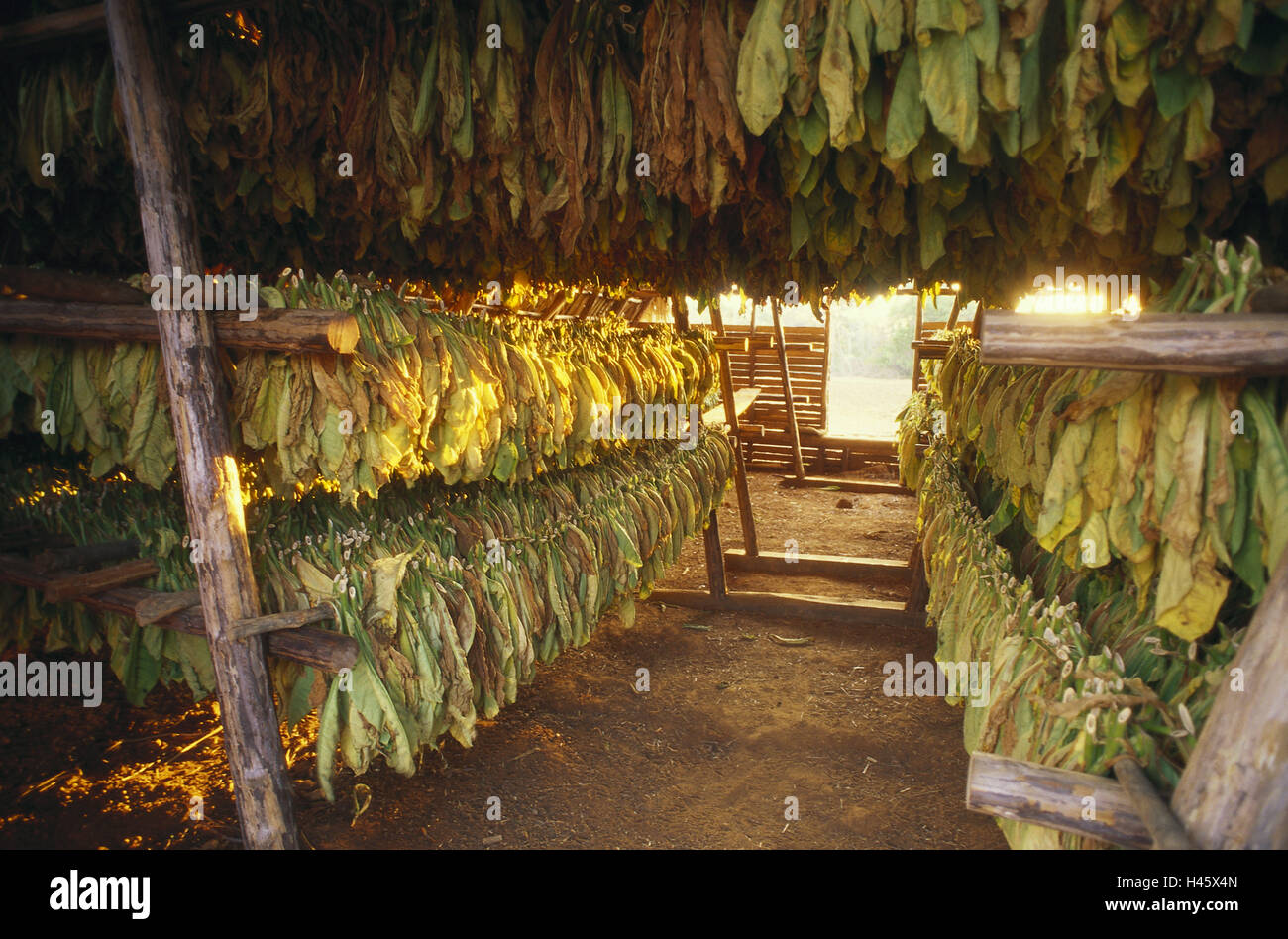 Cuba, Pinar del Rio, tobacco hut, tobacco, hut, tobacco leaves, dry ...