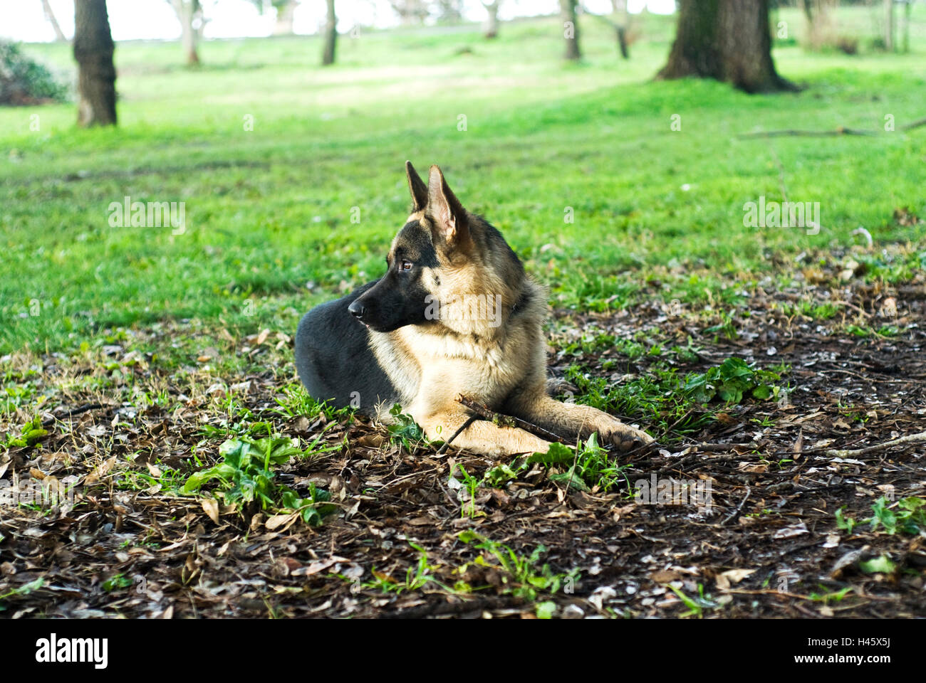 German shepherd dog at the park Stock Photo - Alamy