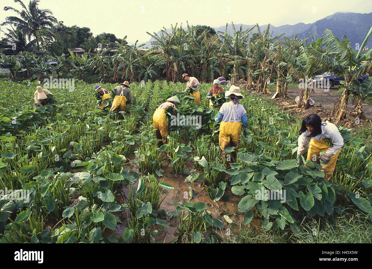 USA, Hawaii, Oahu, plantation, worker, Taro, Colocasia esculenta ...