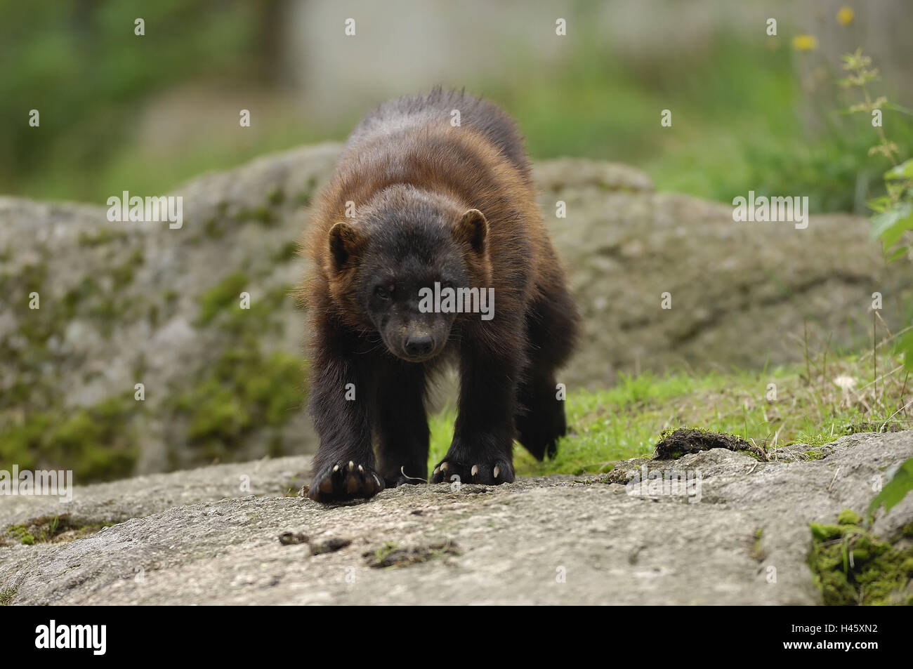 Gulo Gulo High Resolution Stock Photography and Images - Alamy
